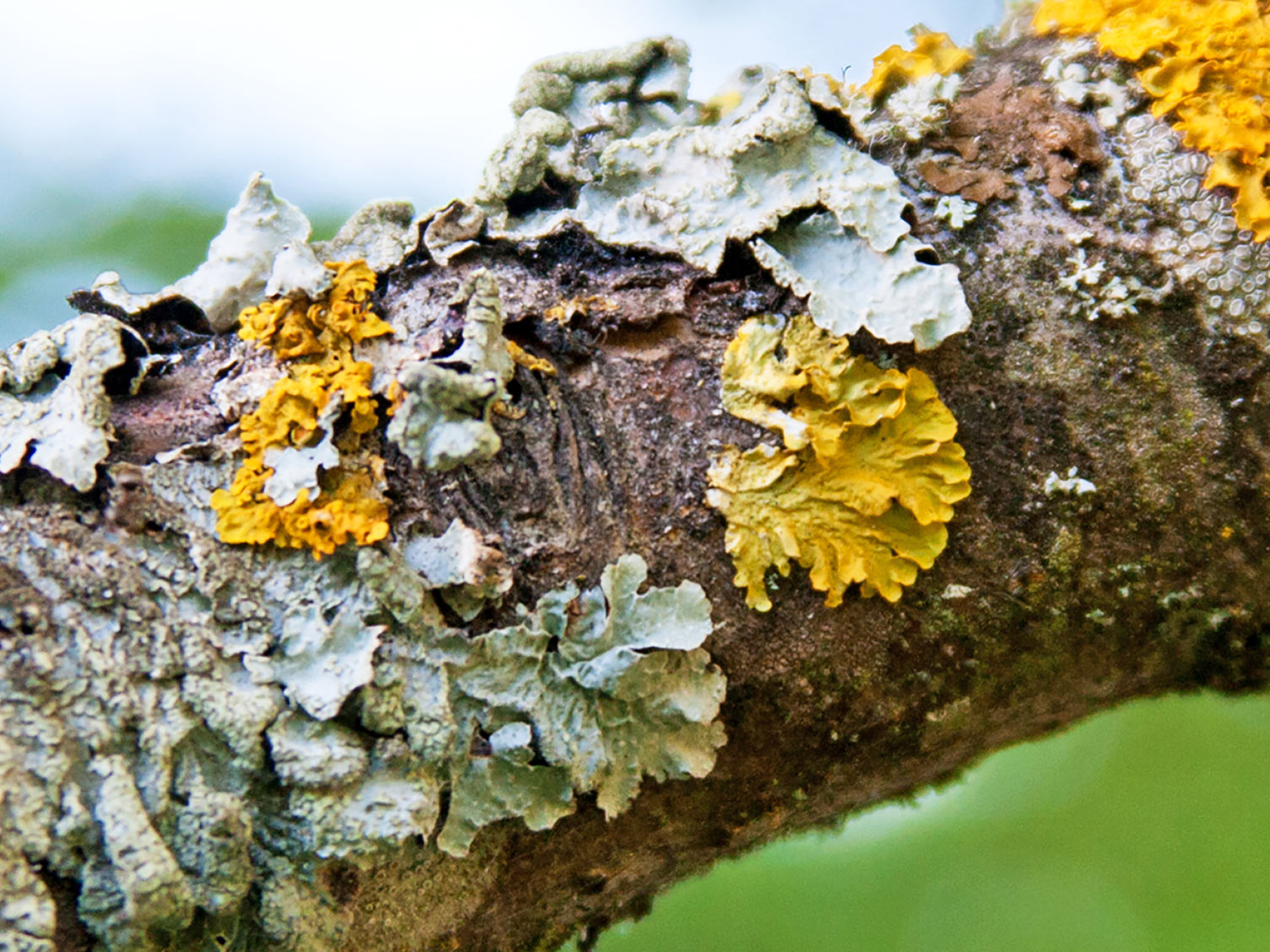 Lichen Tree Fungus