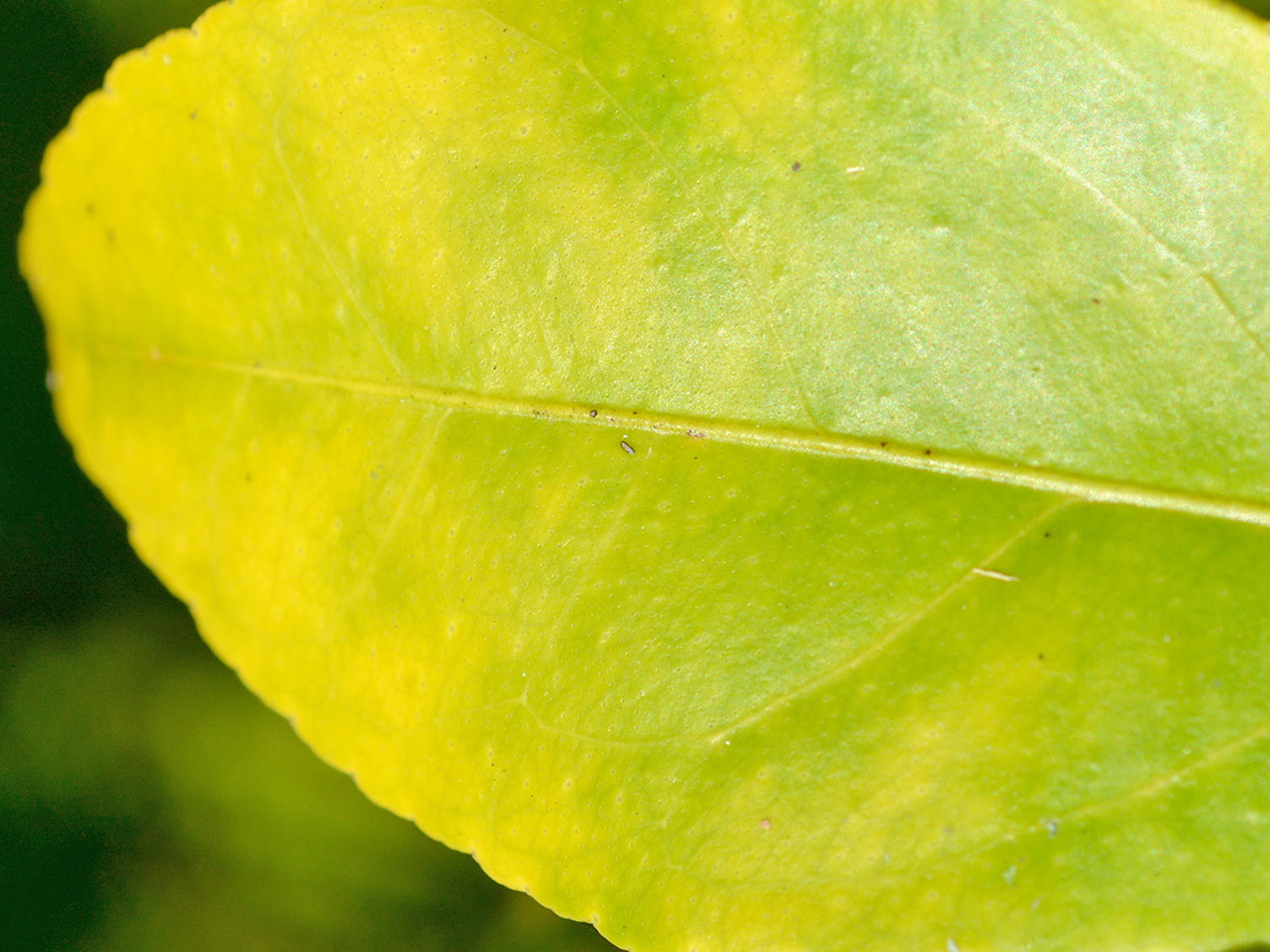 Potash deficiency - treatment and control | Love The Garden