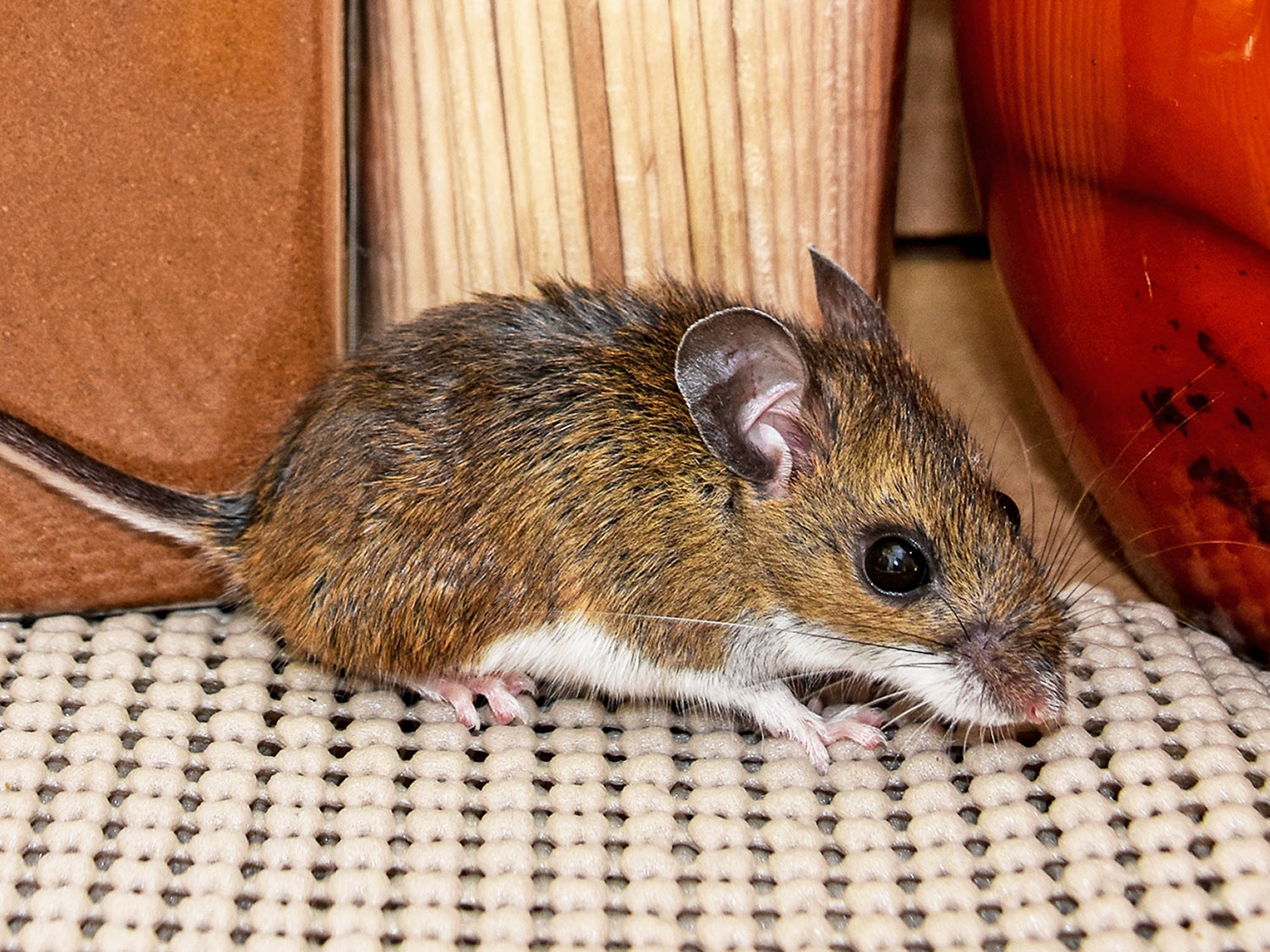 Controlling Garden Pests | Love The Garden