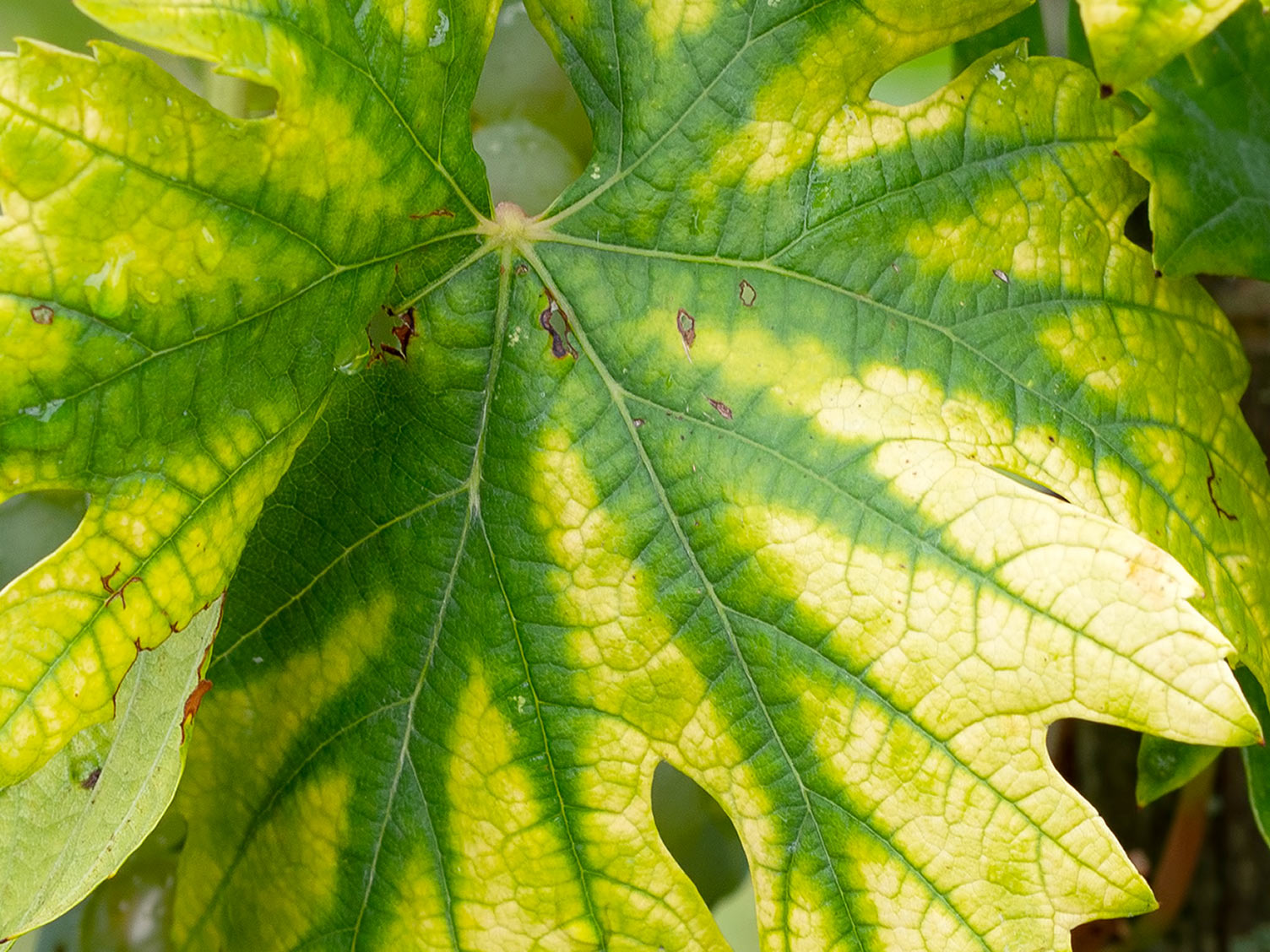 Potash deficiency - treatment and control | Love The Garden