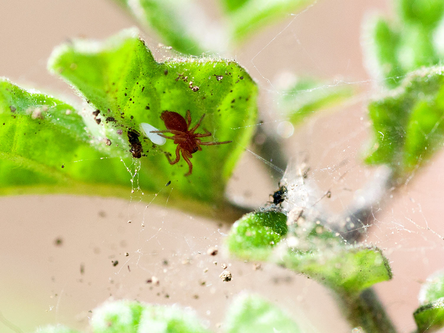 Red Spider Mites Damage