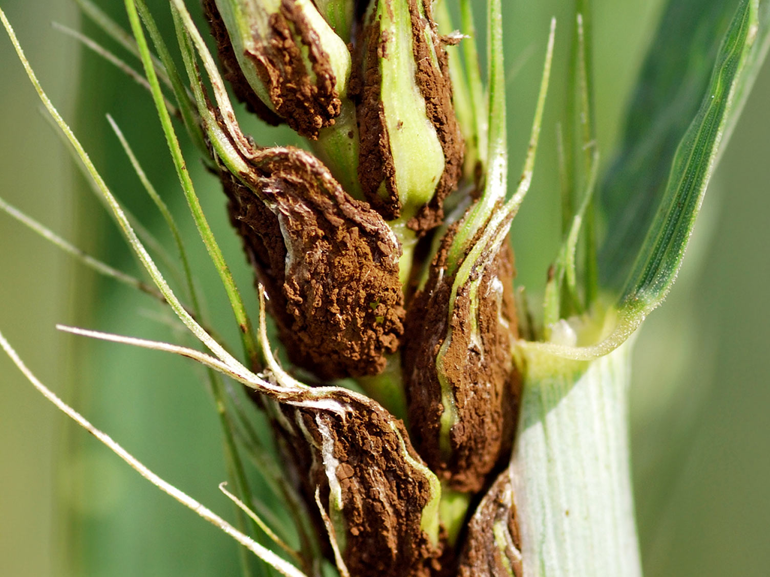 Managing, Weeds, Pests and Diseases | Love The Garden