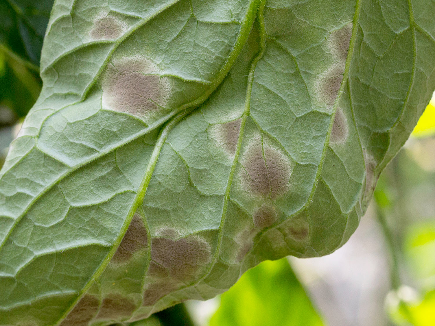Box blight - Treatment and control | Love The Garden