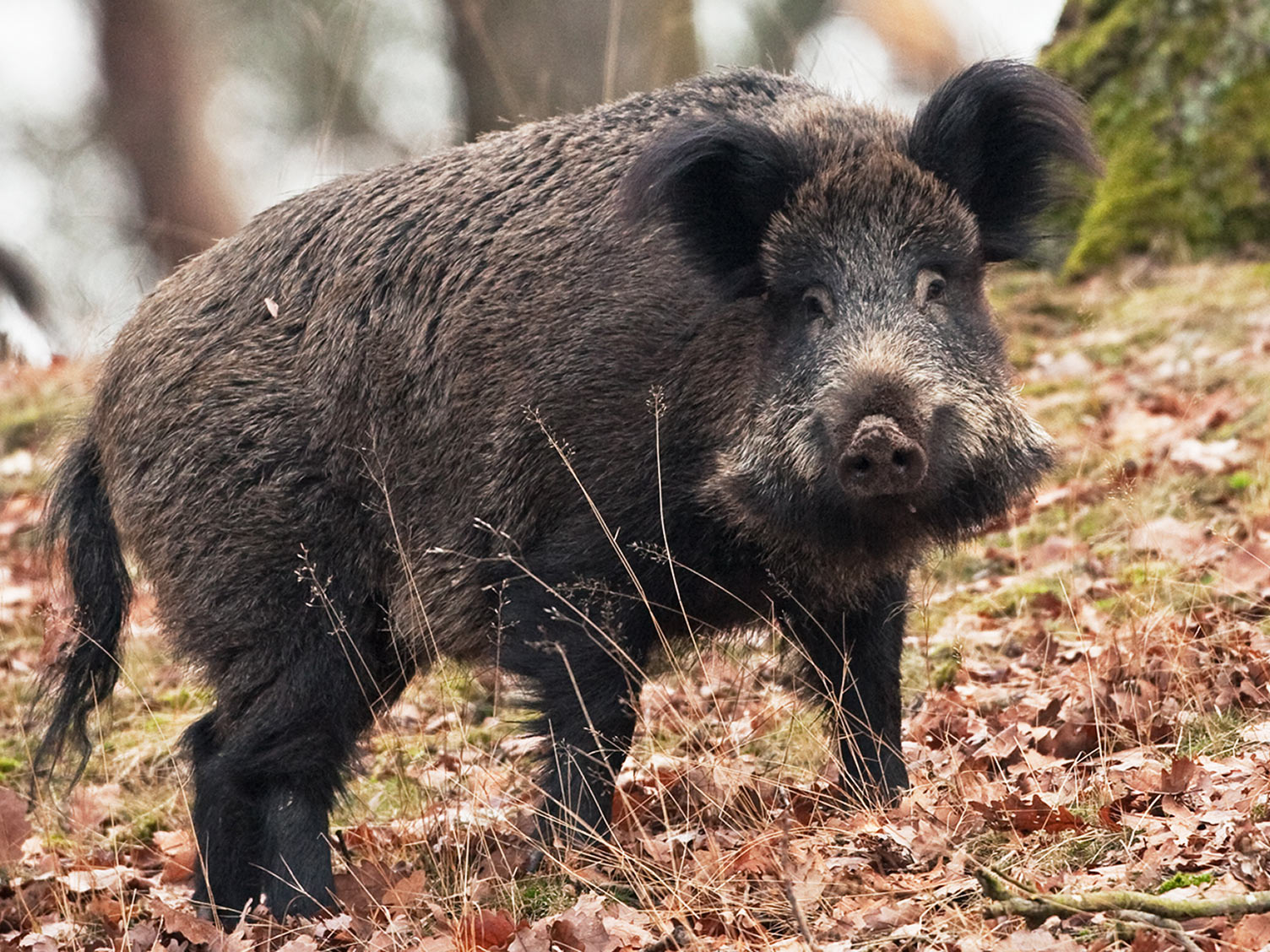 Advice & Inspiration | Love The Garden