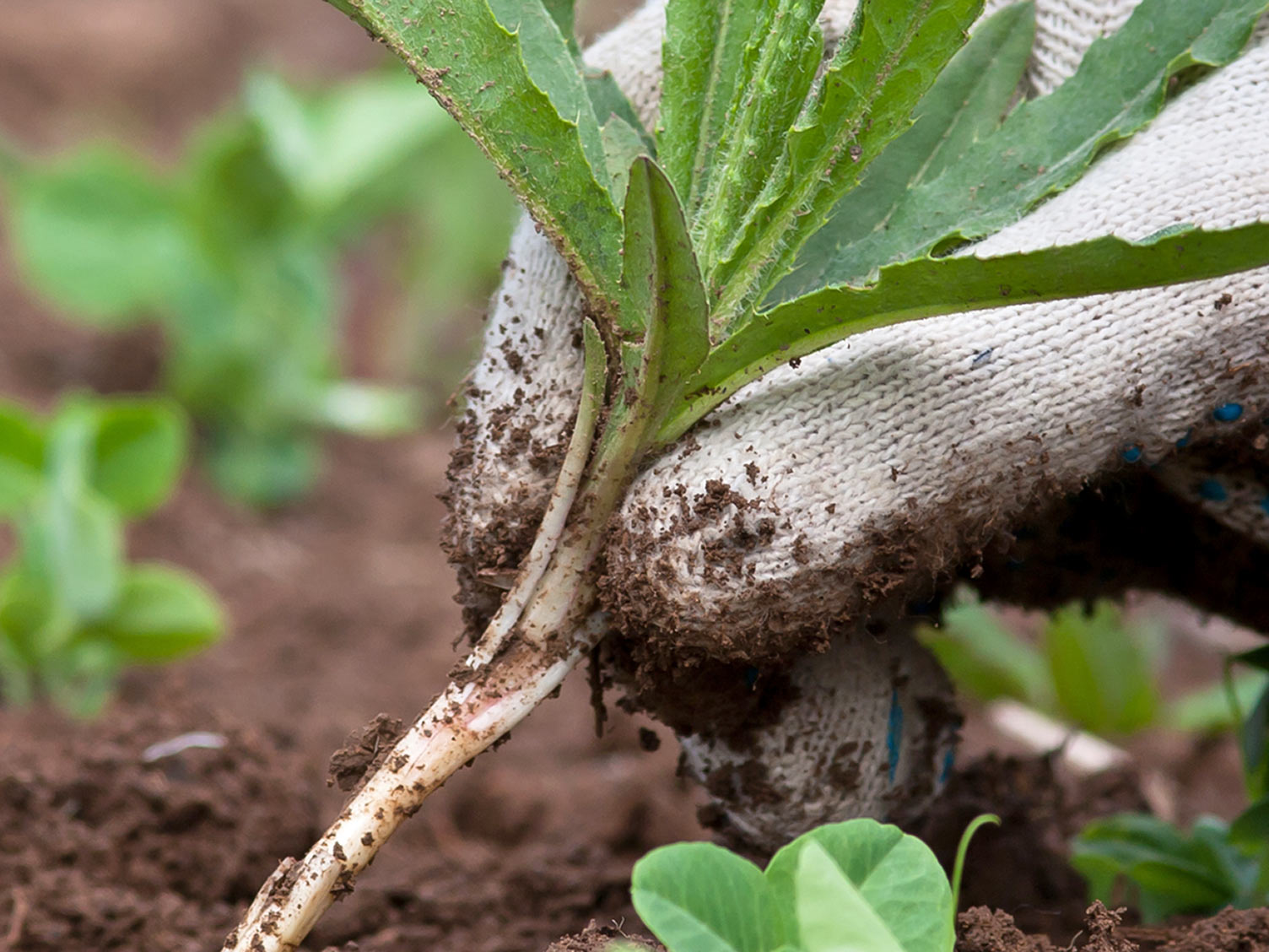 How to Control Weeds| Love The Garden