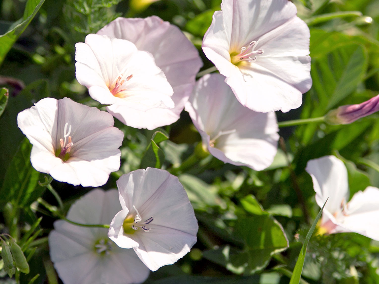 A guide to types of weed | Love The Garden