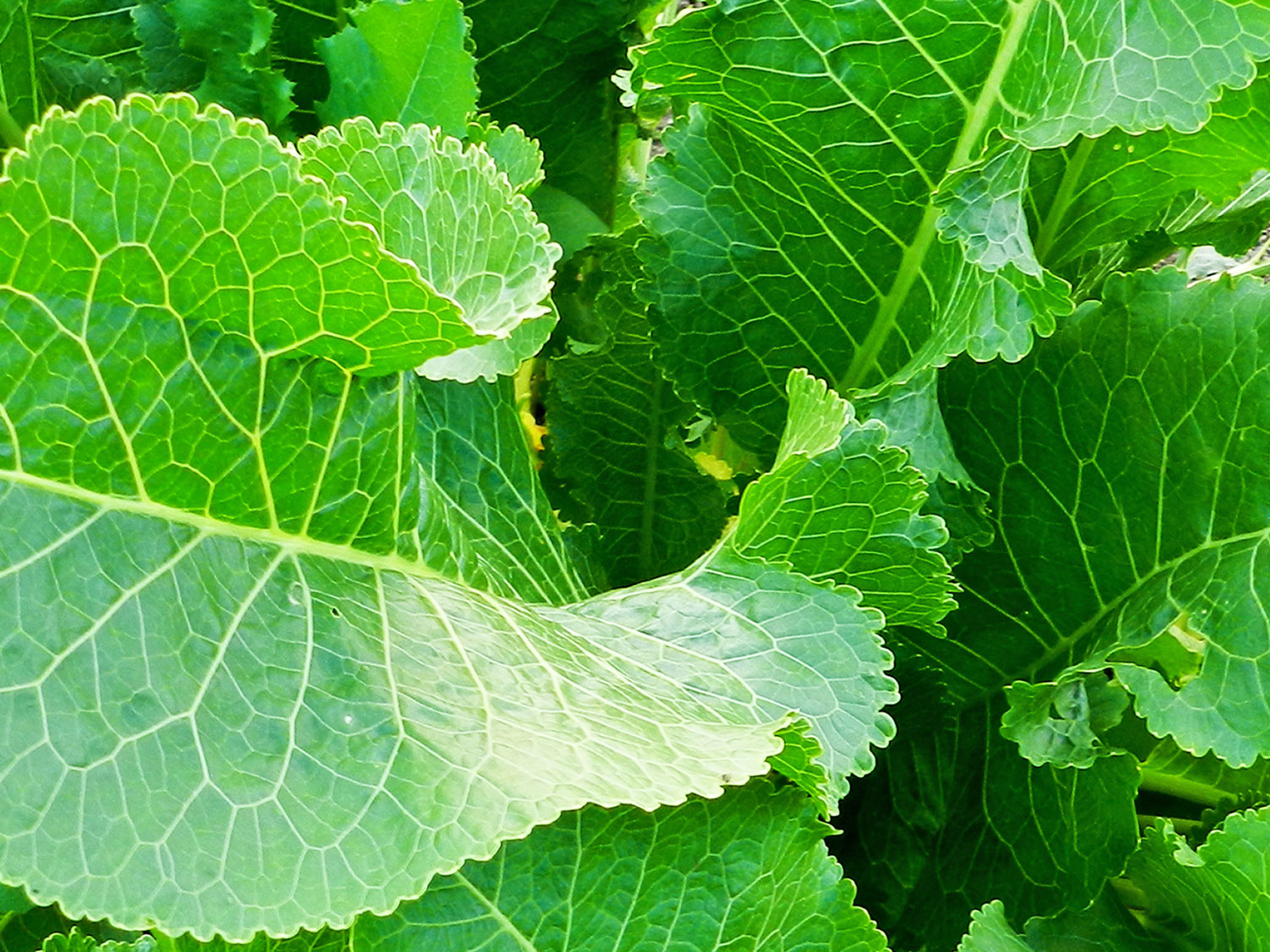 How to Identify Weeds | Love The Garden