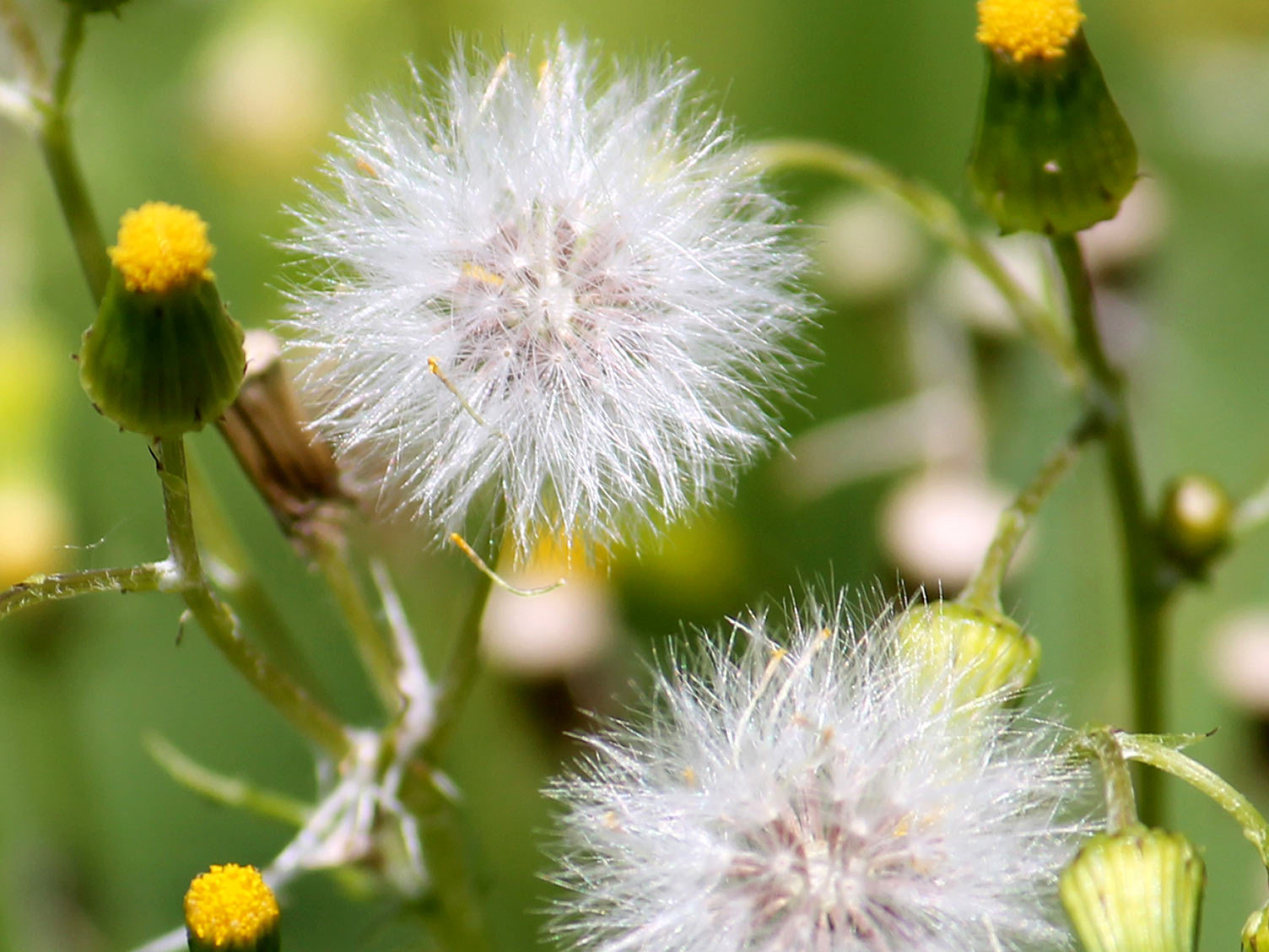 How to kill weeds in flower beds | Love The Garden