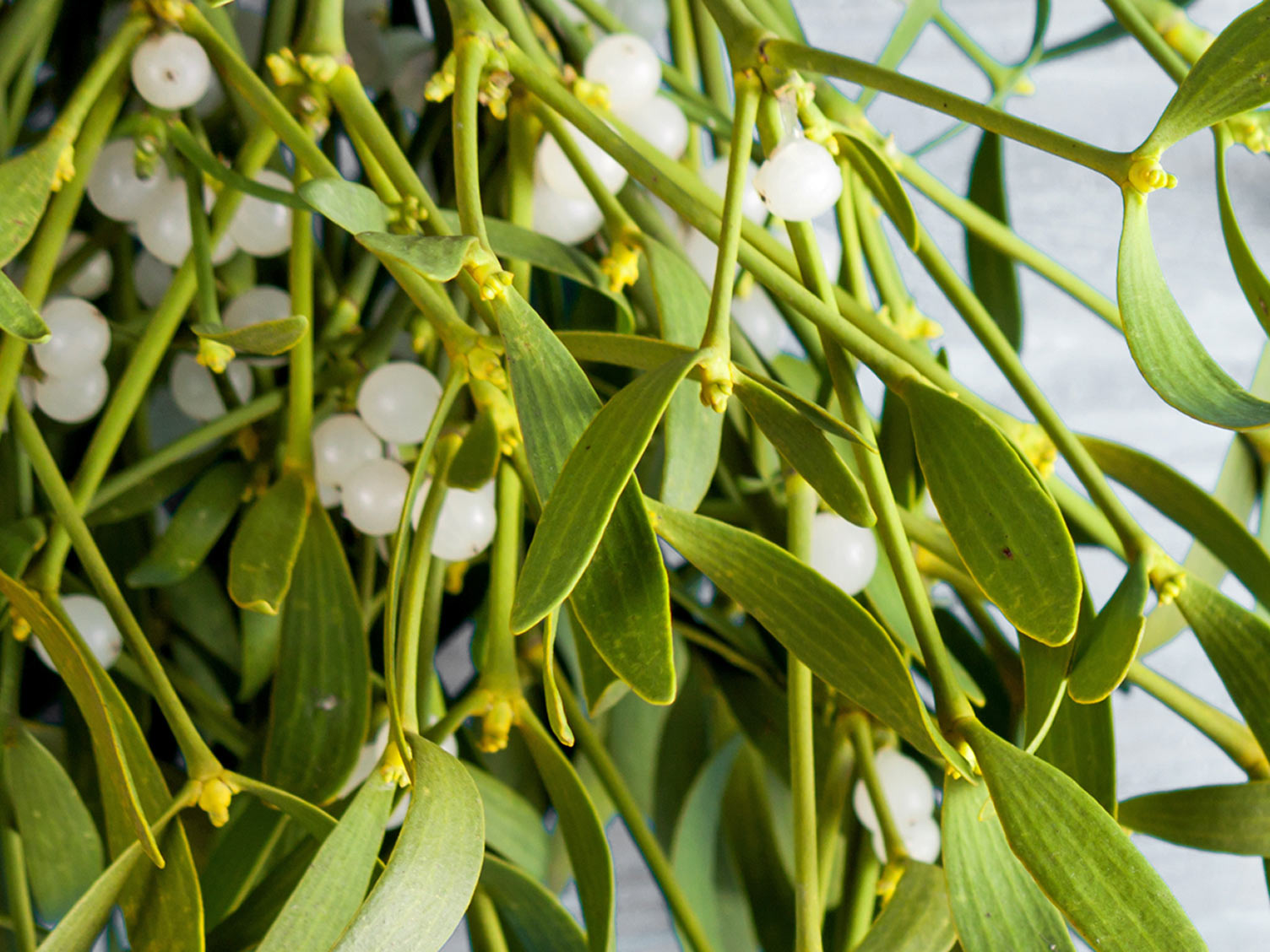 Advice & Inspiration | Love The Garden