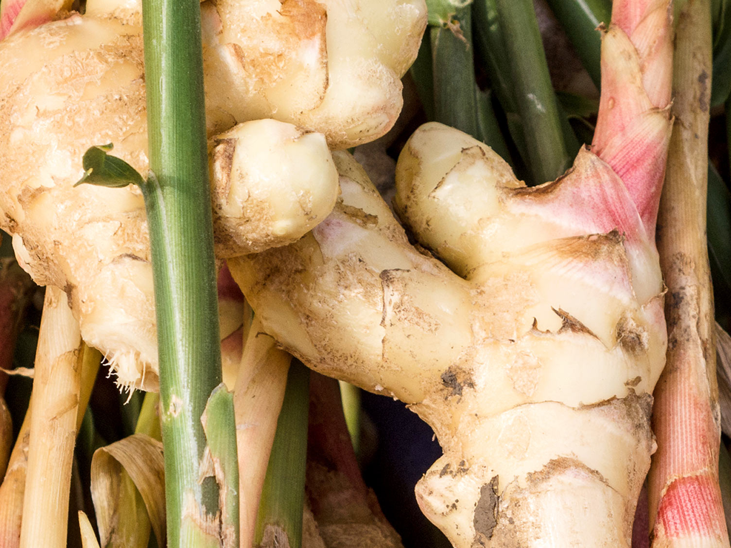 A complete guide to growing ginger | Love The Garden