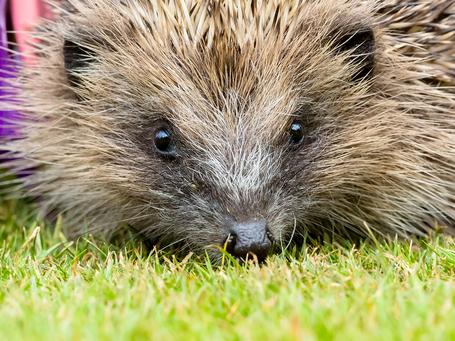 15 hedgehog facts for kids | Love The Garden