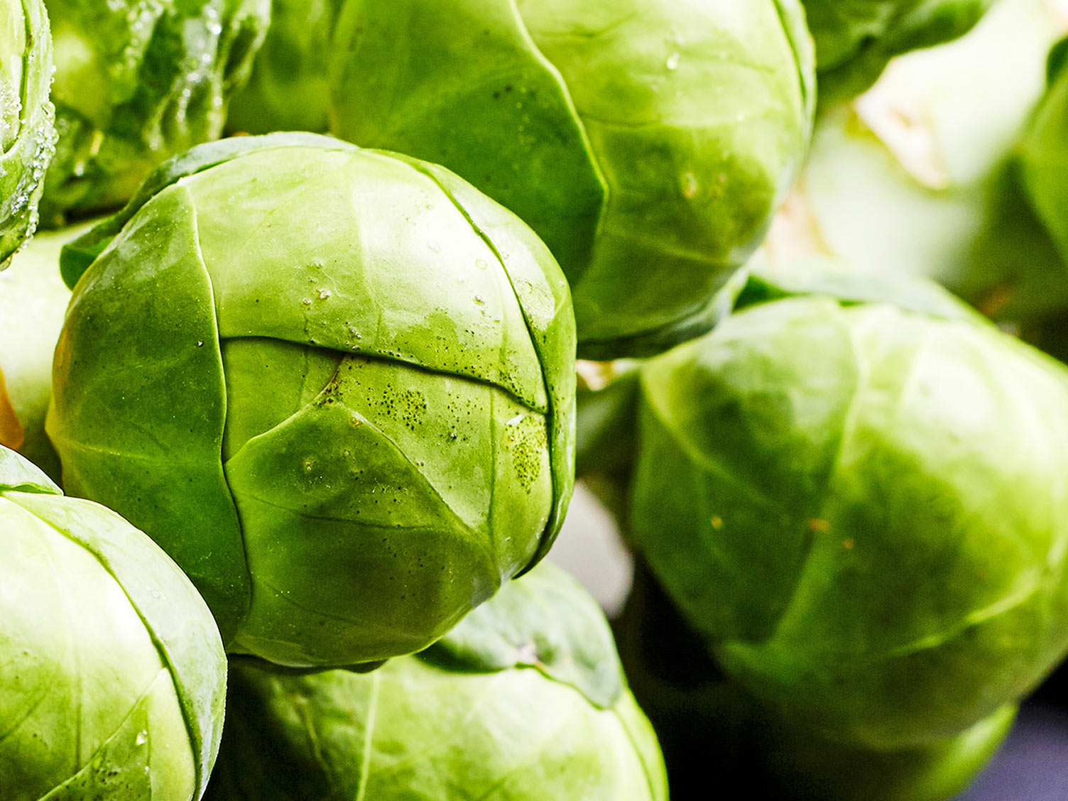 Brussel sprouts - when to sow and grow | lovethegarden