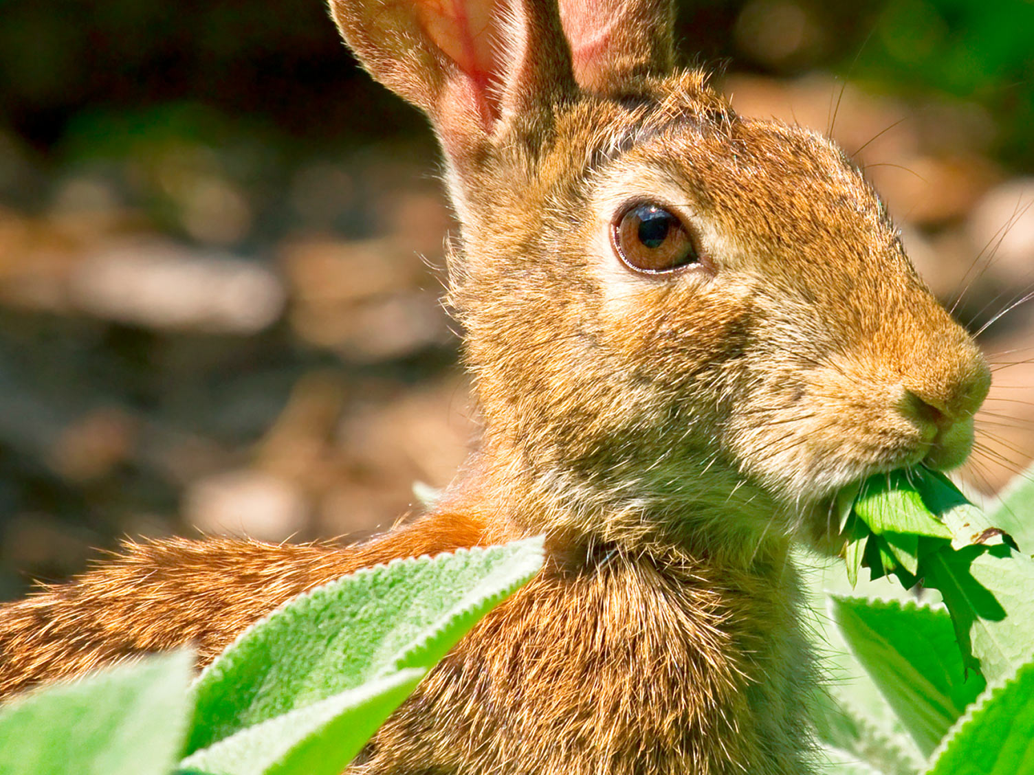 Squirrels - treatment and control | Love The Garden
