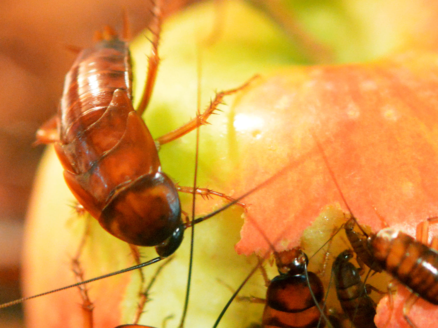 Flea Beetle - treatment and control | Love The Garden