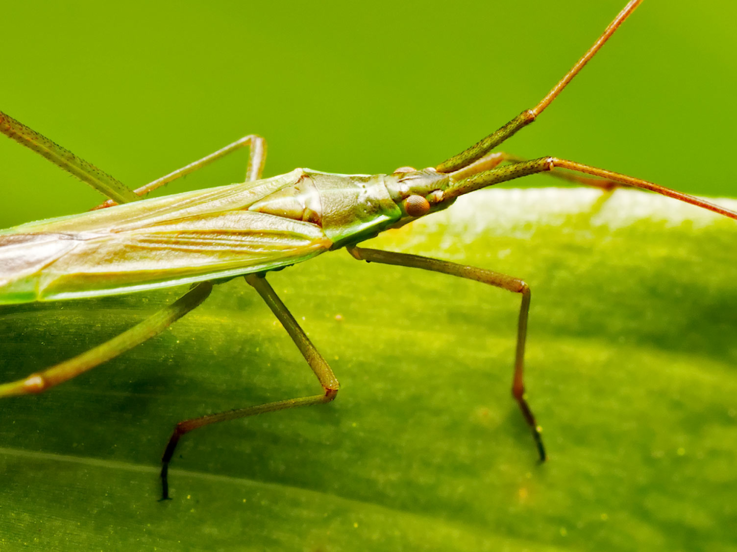 Garden Insect Pests Uk | Fasci Garden