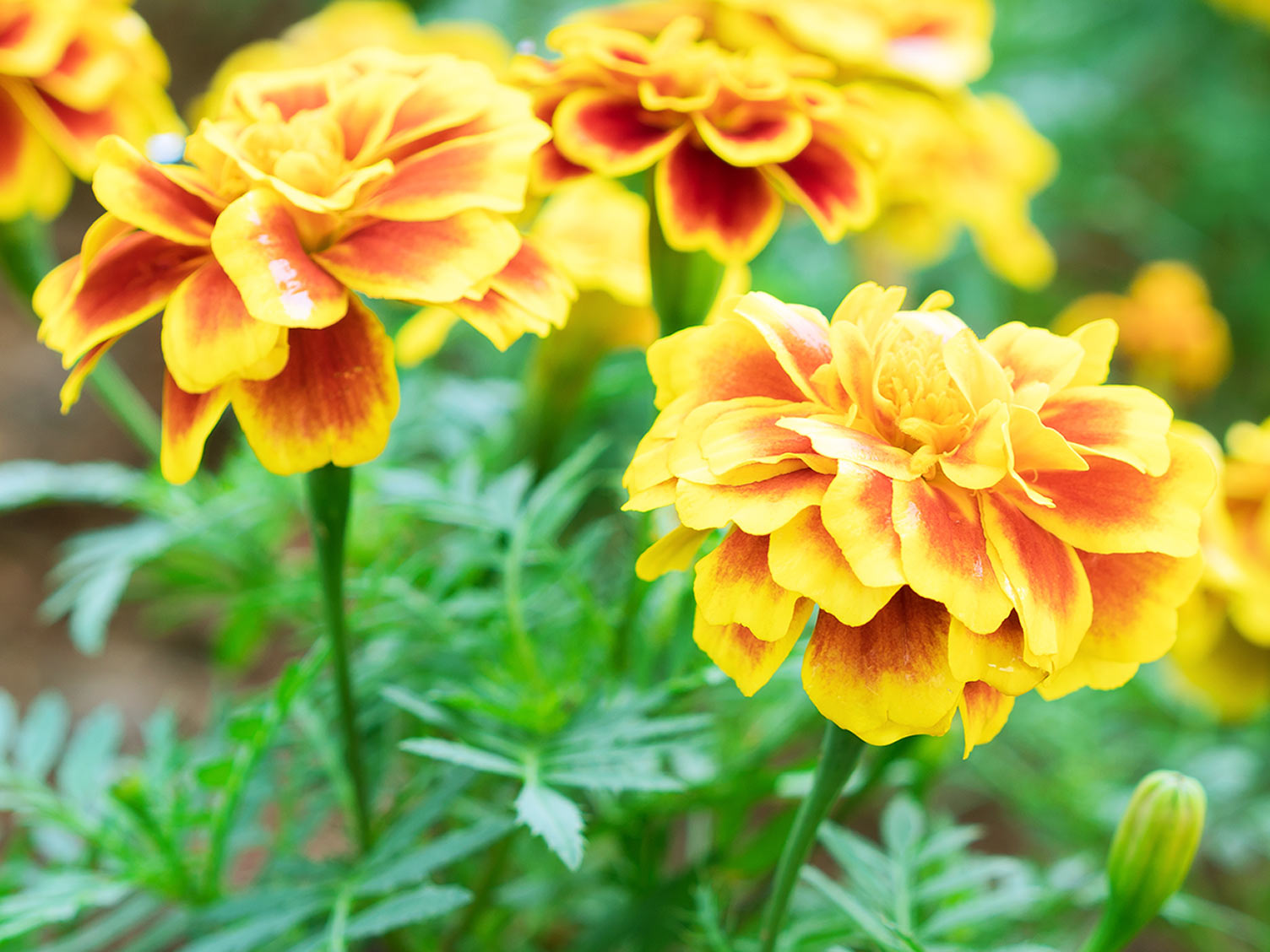 Yellow French Marigold Flower