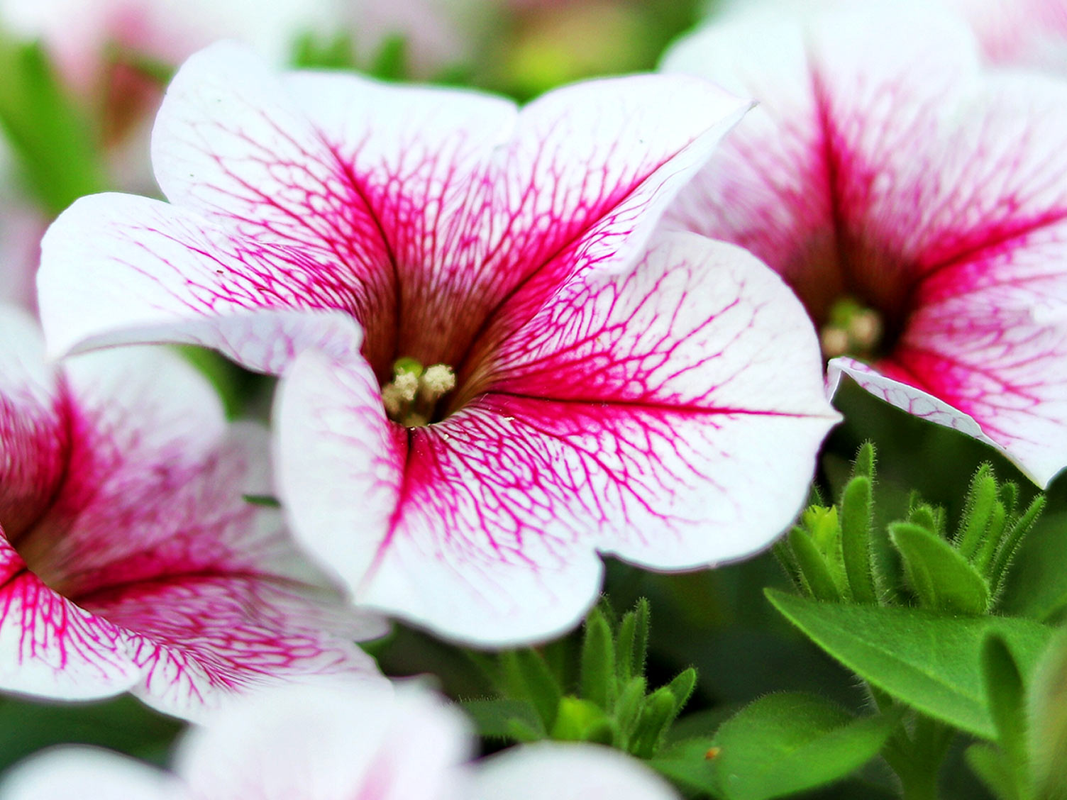 Caring for Plants, Trees and Shrubs| Love The Garden