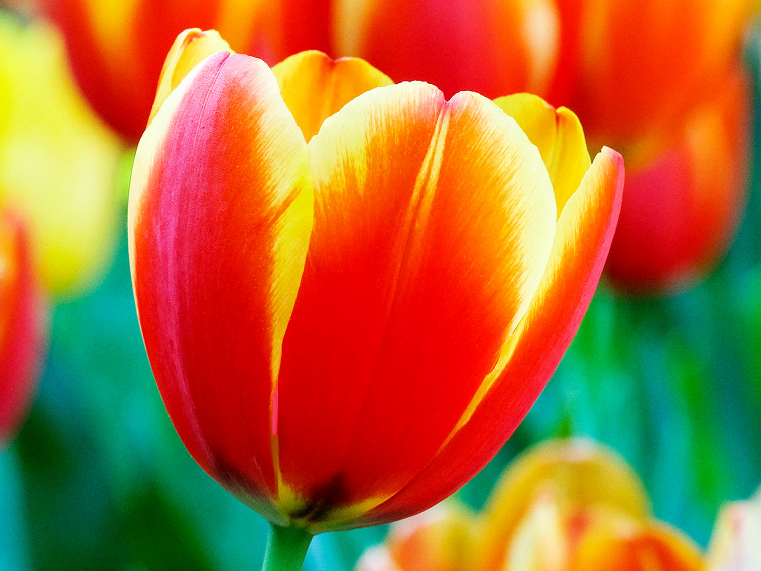 How and when to plant tulips | Love The Garden