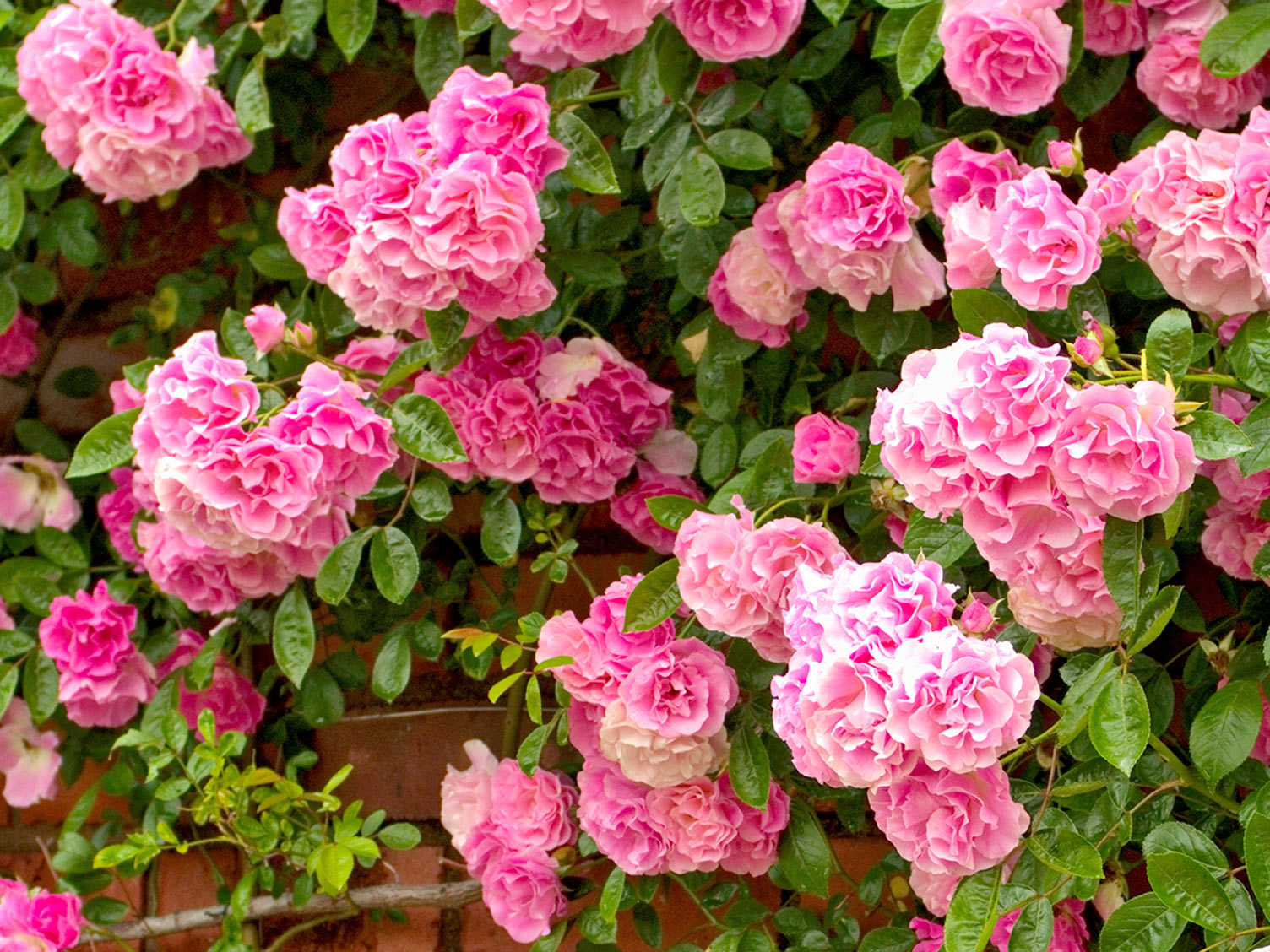 Oidium : La Pause Jardin, l'oïdium ou blanc du rosier