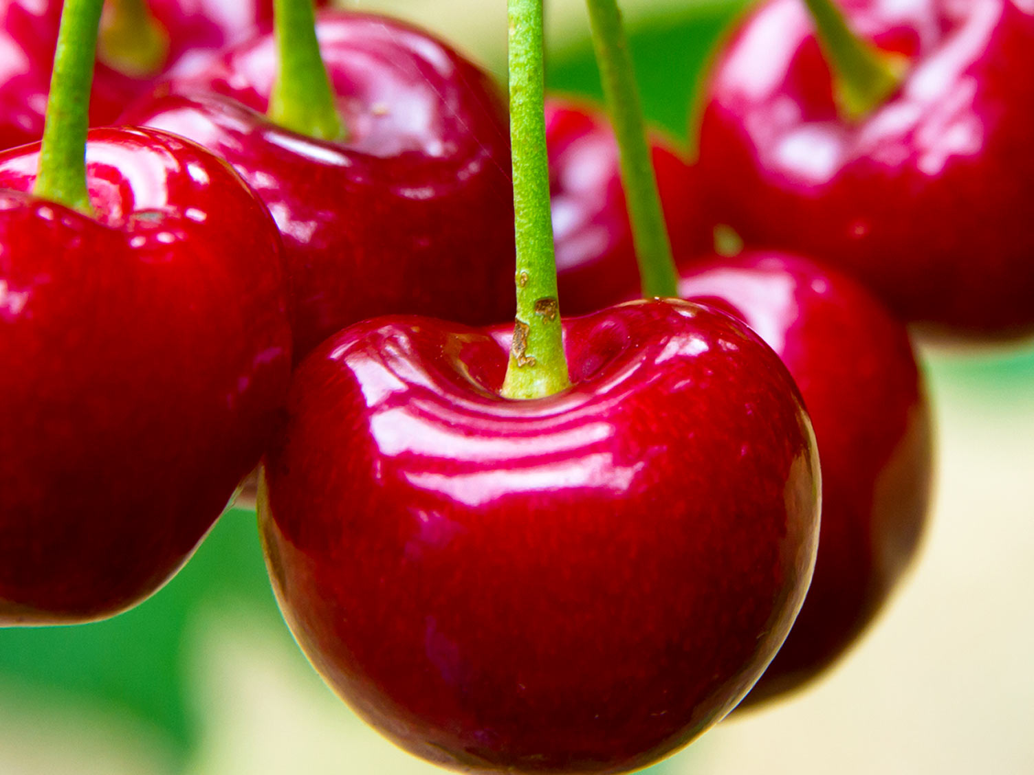 How to grow a flowering cherry tree | lovethegarden