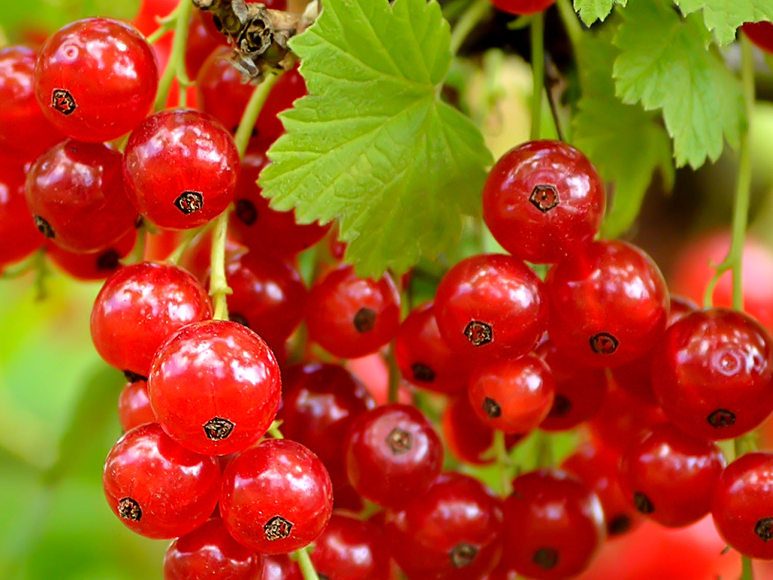 What Are Red Currants