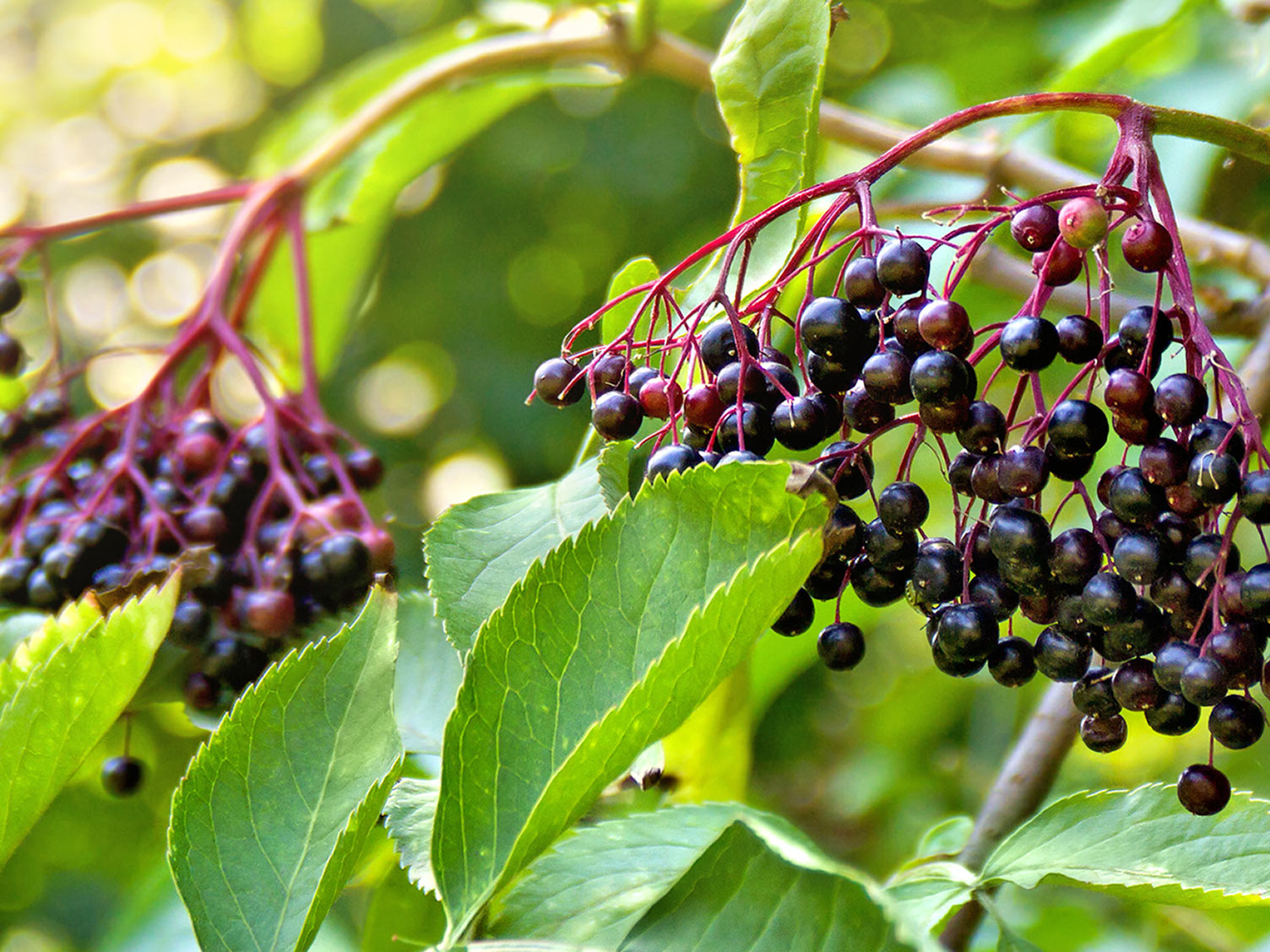 Elderberry Flower And Berries