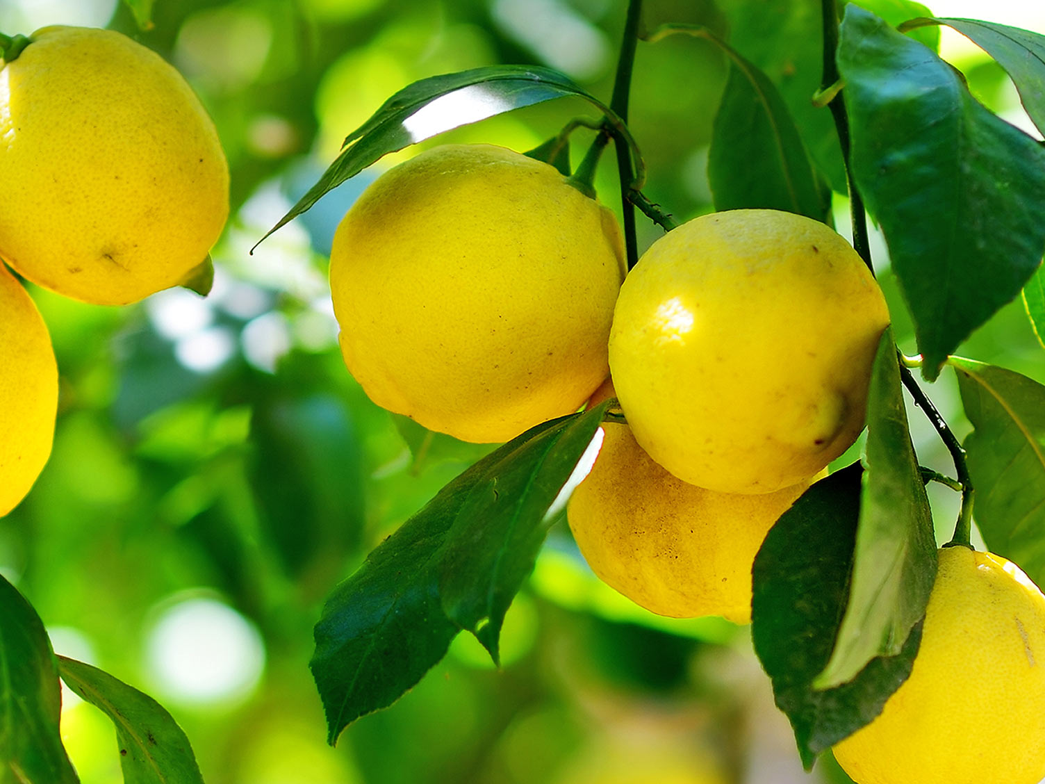 Les agrumes : où et comment les planter ? : Mon jardin | Blog La Pause ...