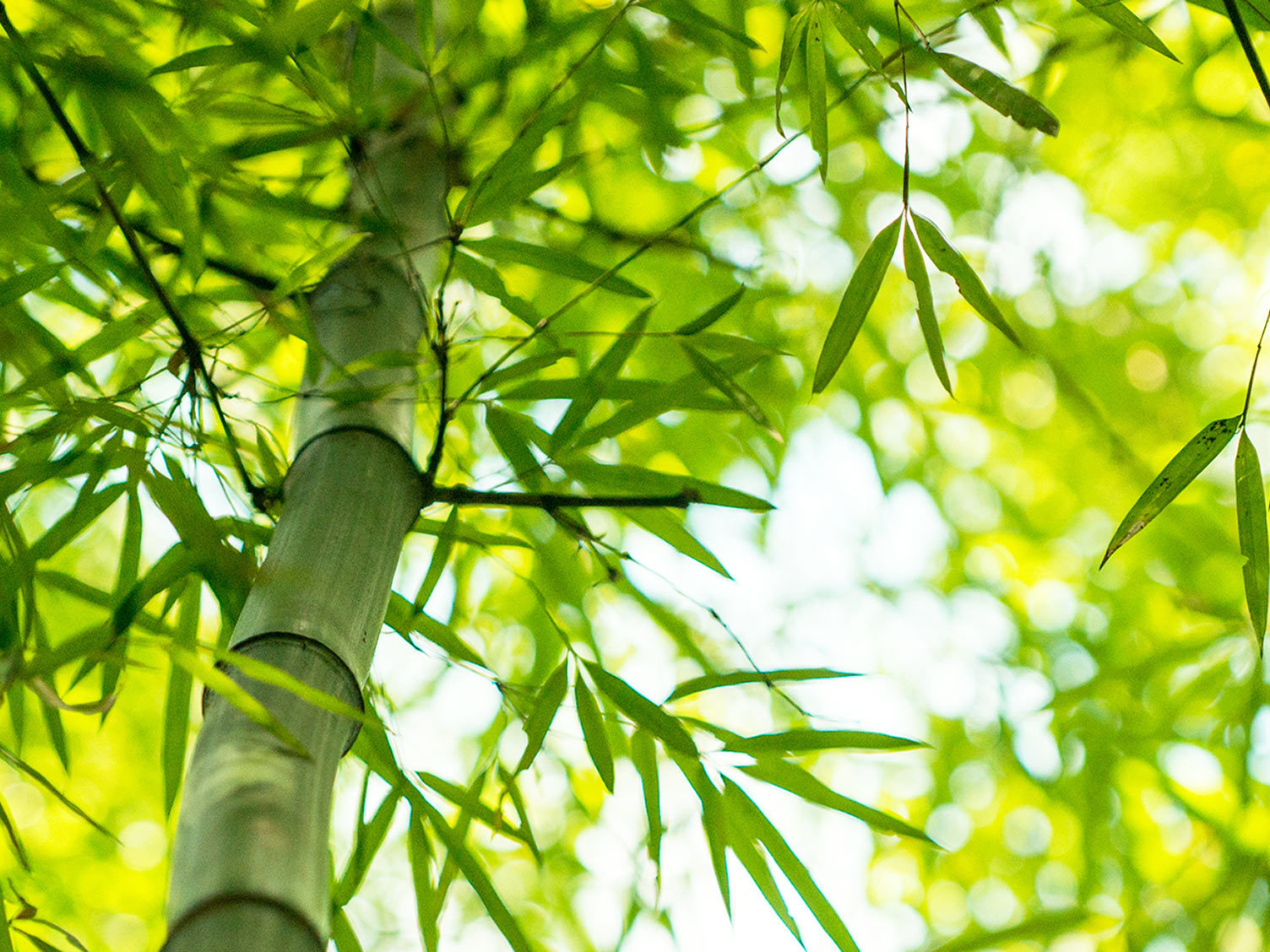 A guide to growing bamboo | Love The Garden