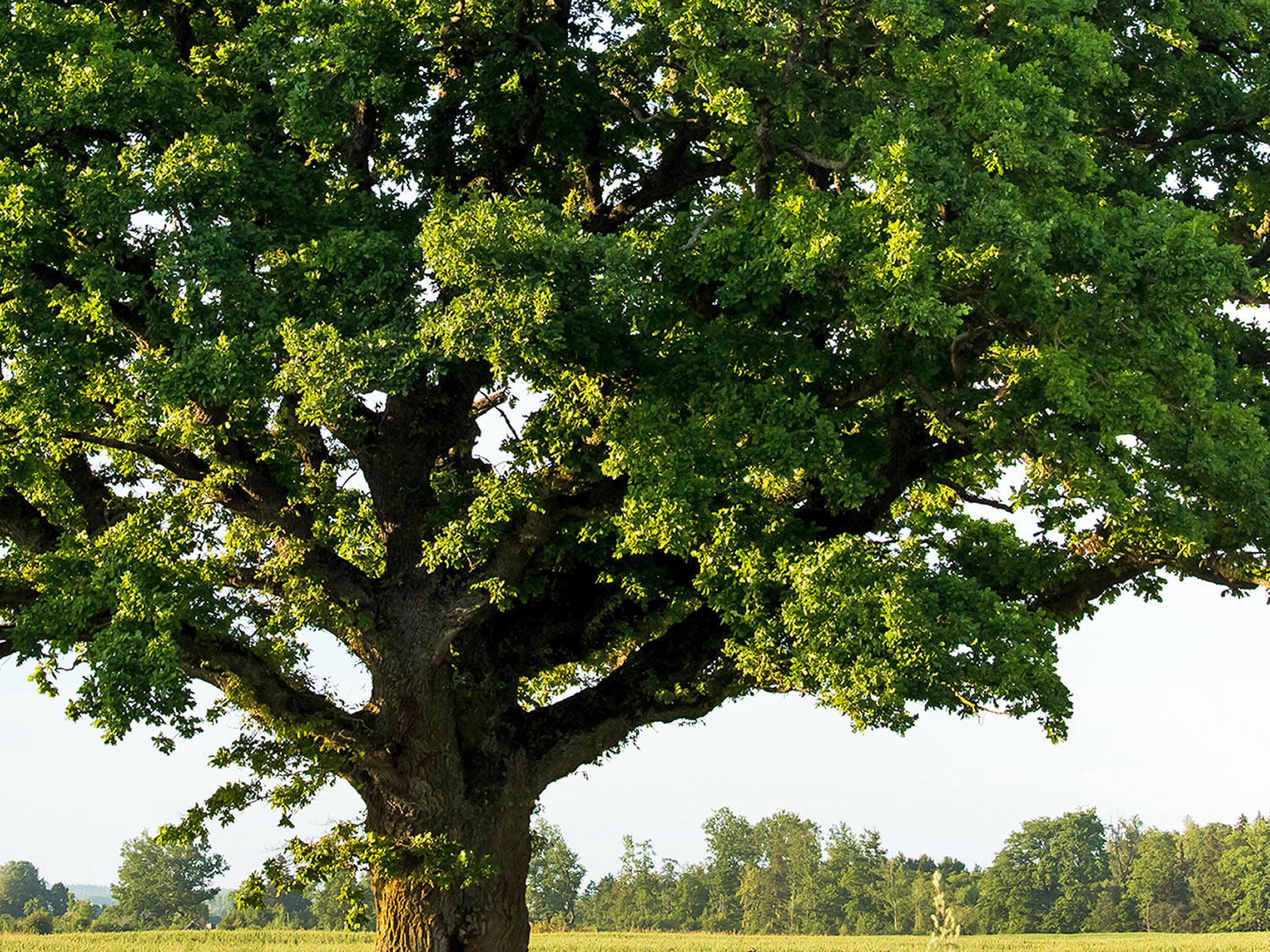 Arbres Feuillus : Plantation Et Entretien | La Pause Jardin
