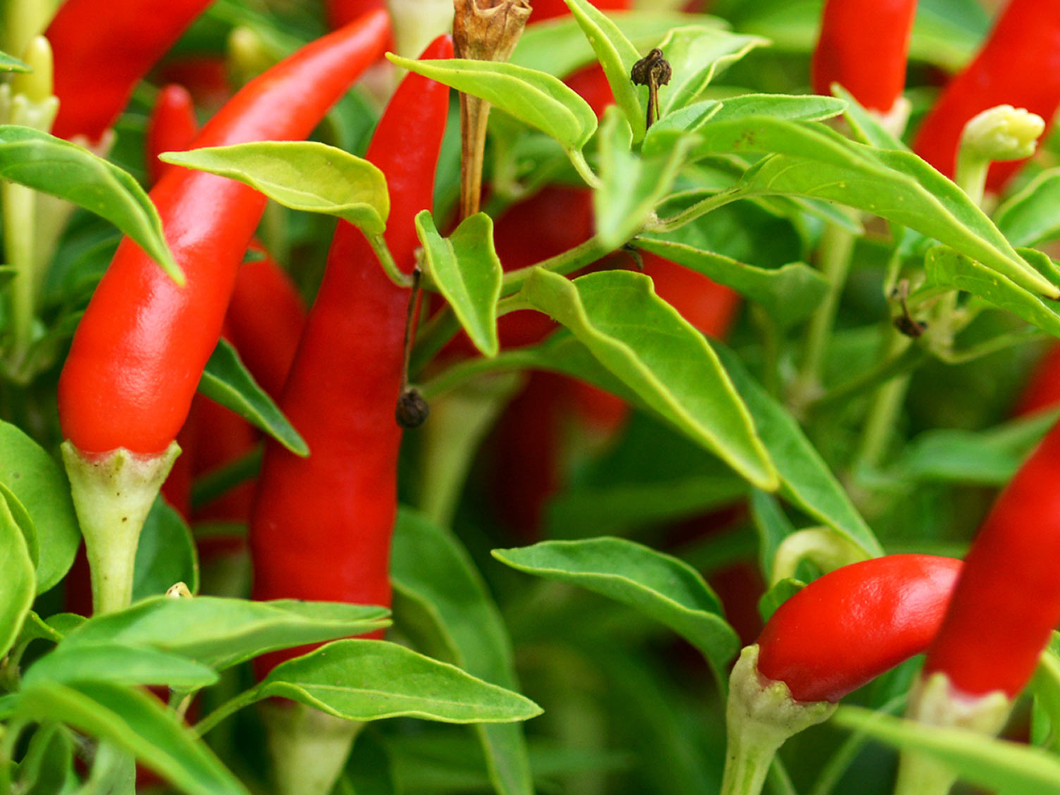 Growing chilli's - Scoville Scale | Love The Garden