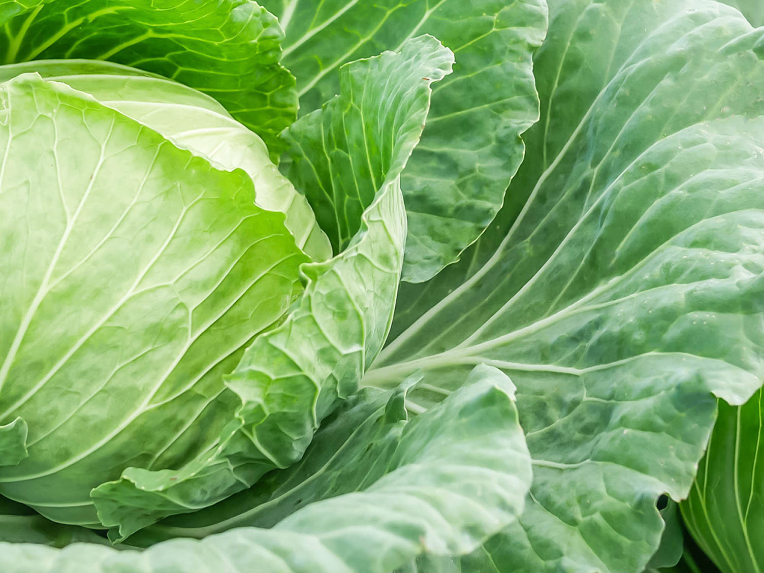 Cabbage Root Fly - treatment and control | Love The Garden