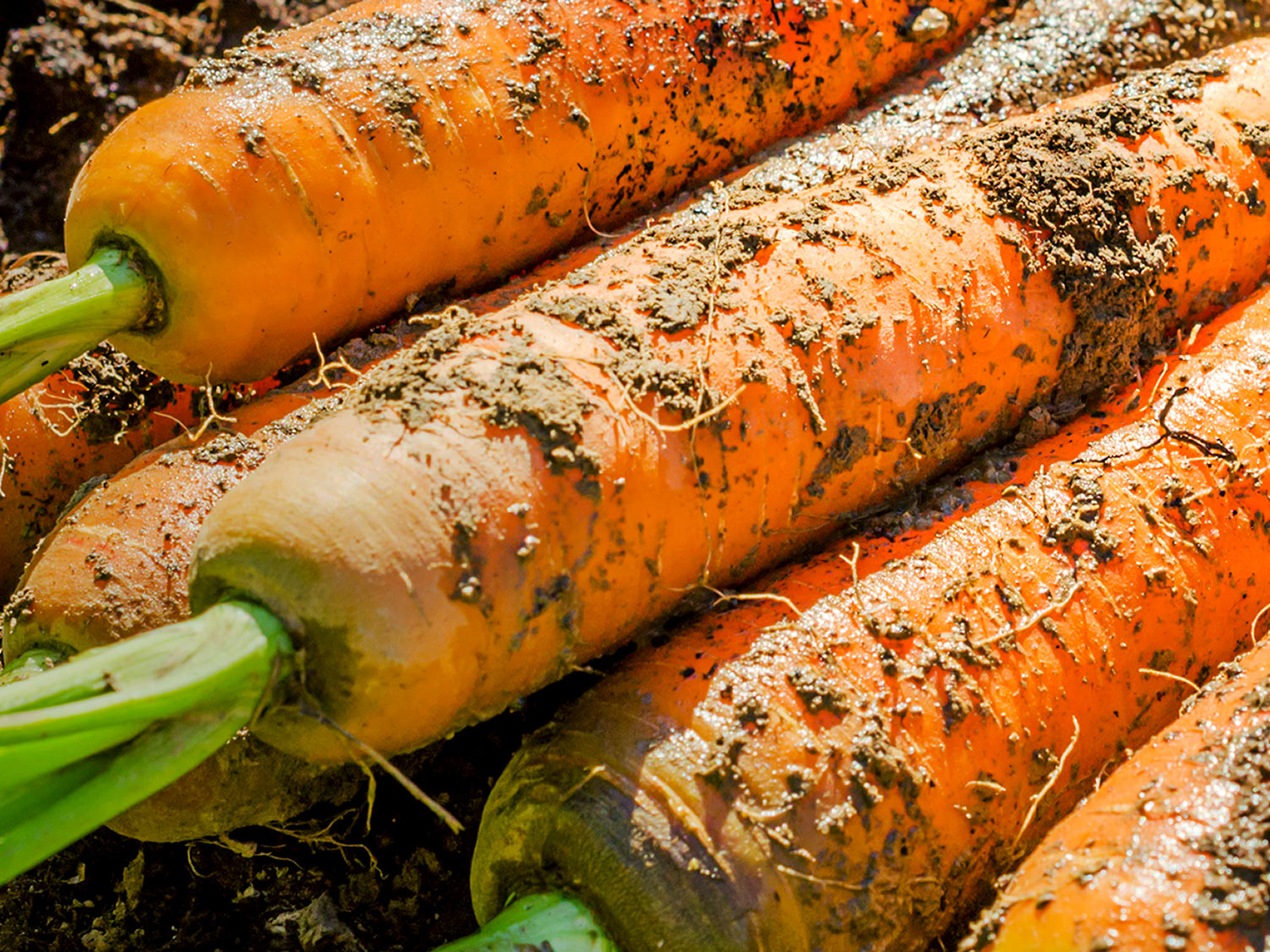 Carrot Root Fly - treatment and care | Love The Garden