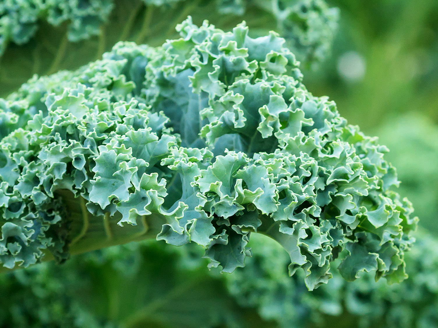 Which Fruit & Veg Can I Grow In Shade? | Love The Garden