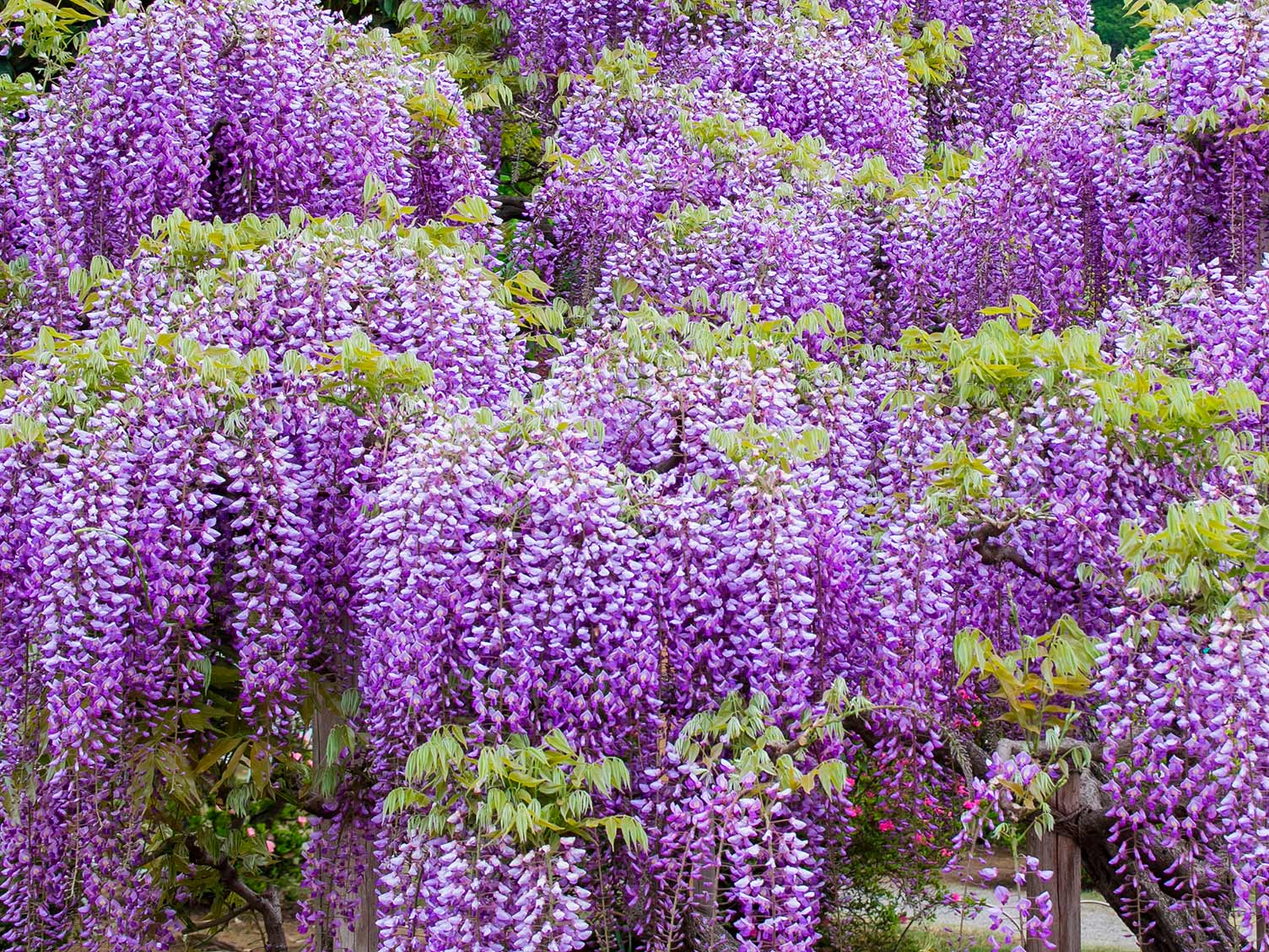 Wisteria Flower