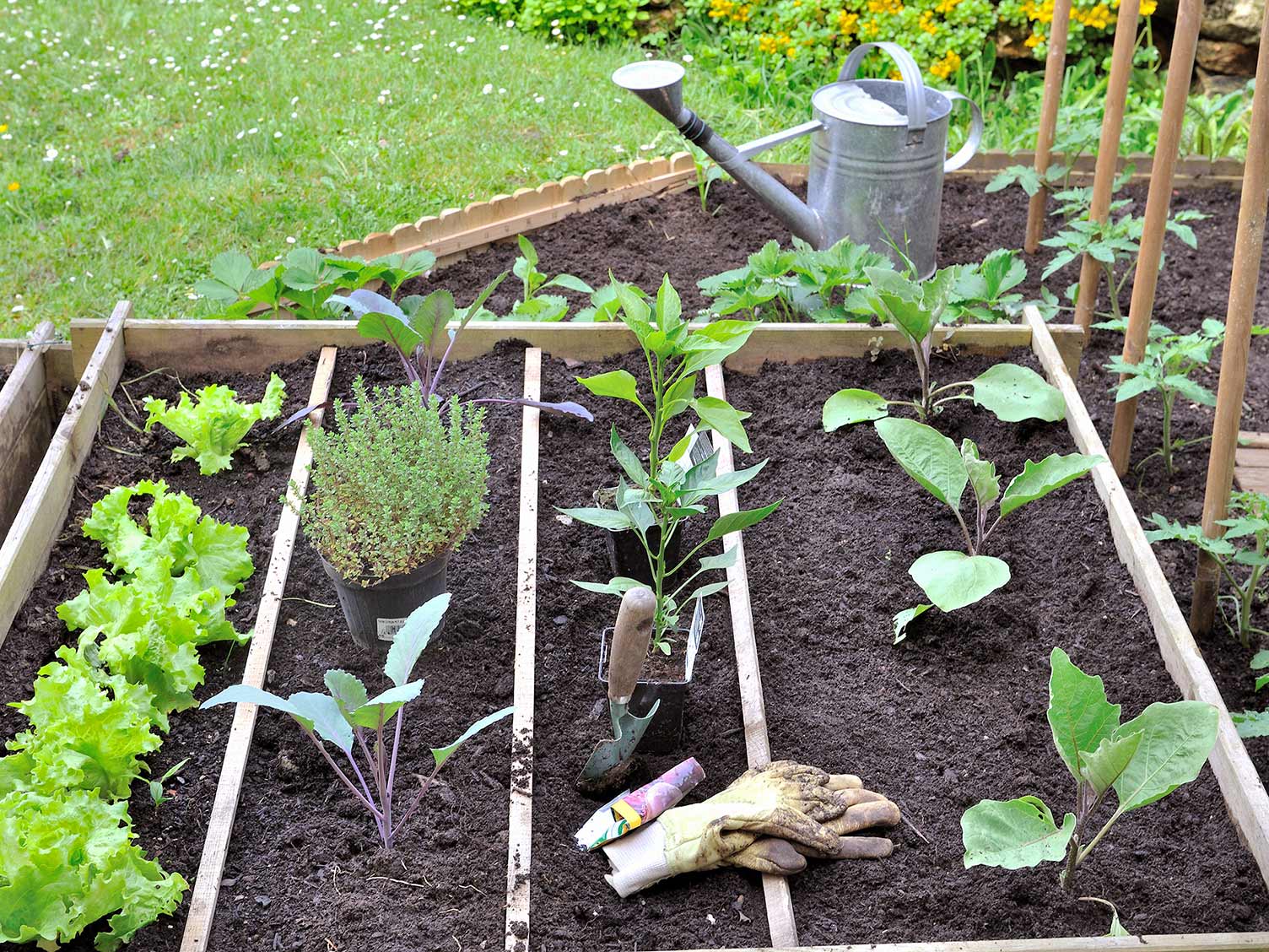 May planting and harvesting guide | Love The Garden