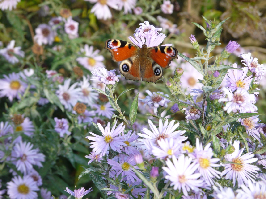 Insectes auxiliaires du jardin, comment attirer les coccinelles ? | La ...