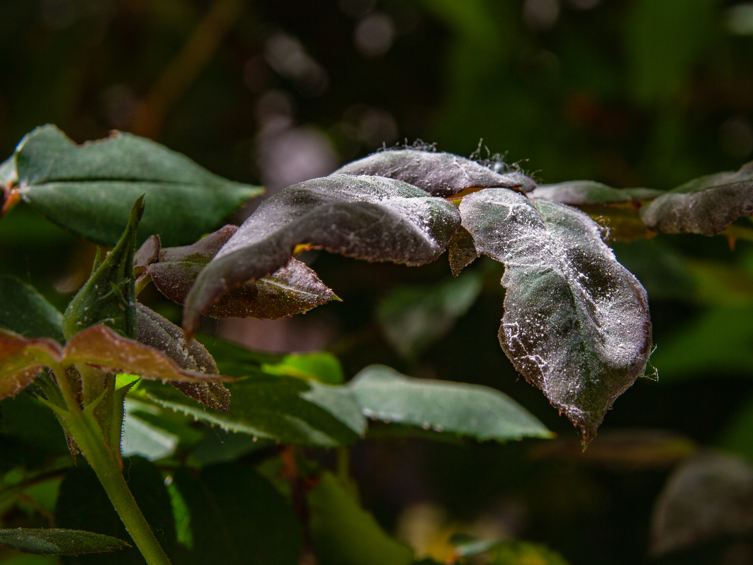 Choroby roślin, drzew owocowych, iglaków. Choroby grzybowe | Love The ...