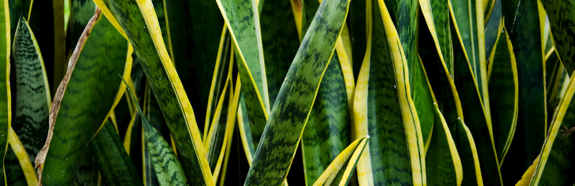 How to Care for Your Houseplants | Love The Garden