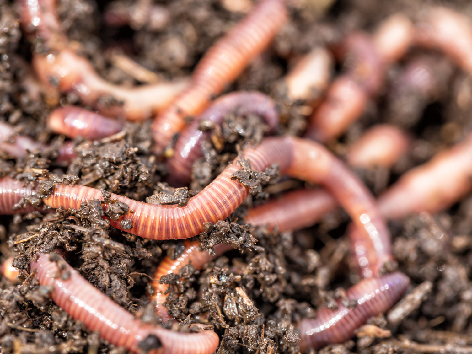 Zwalczanie szkodników i insektów w ogrodzie | Love The Garden