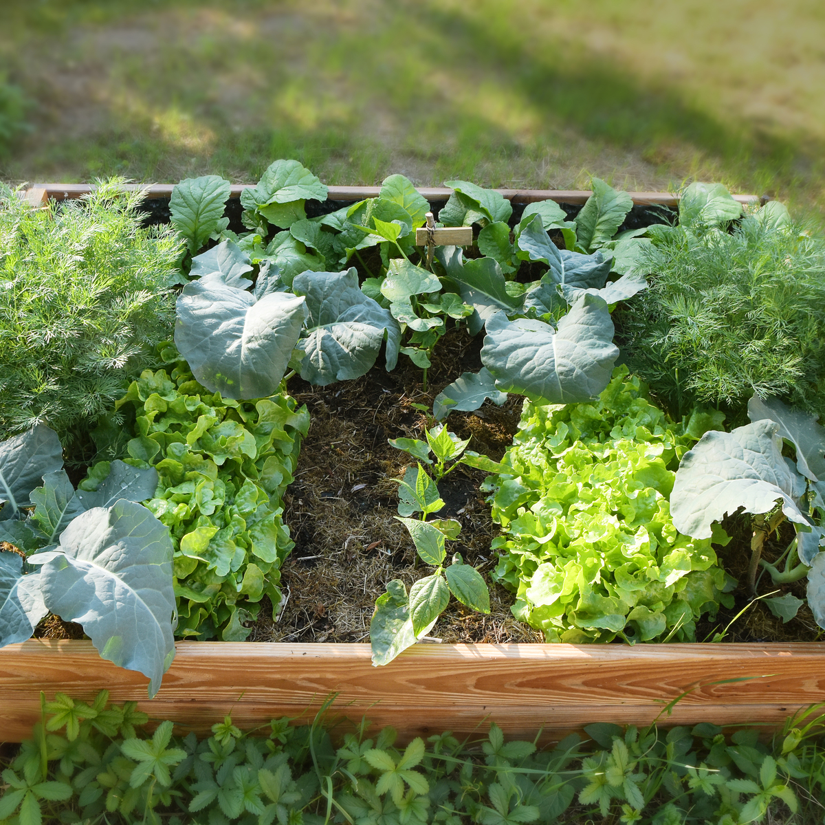 Wintergroenten uit de moestuin in de winter