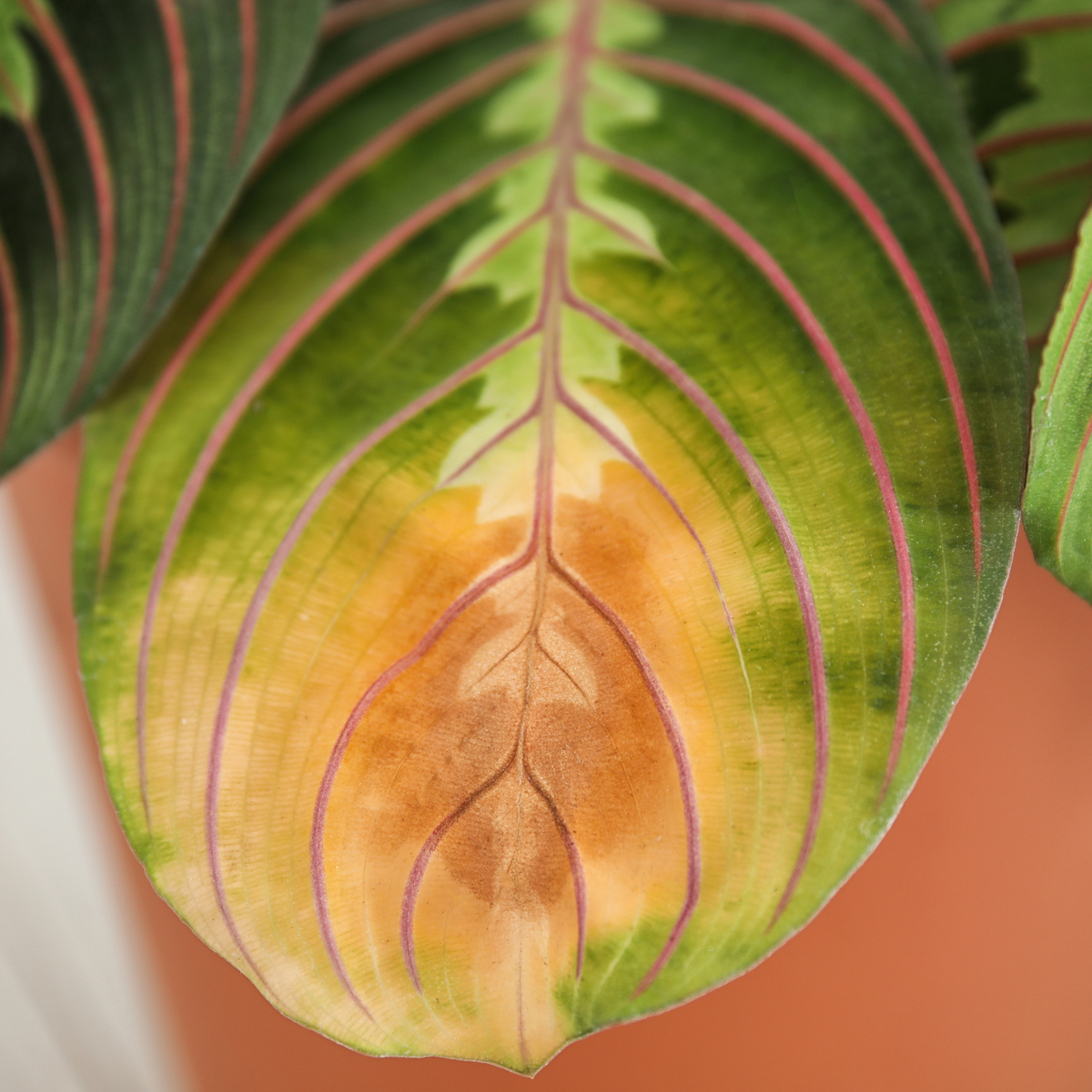 Substral Duo-Stick, 20 st/p | Ilovemygarden