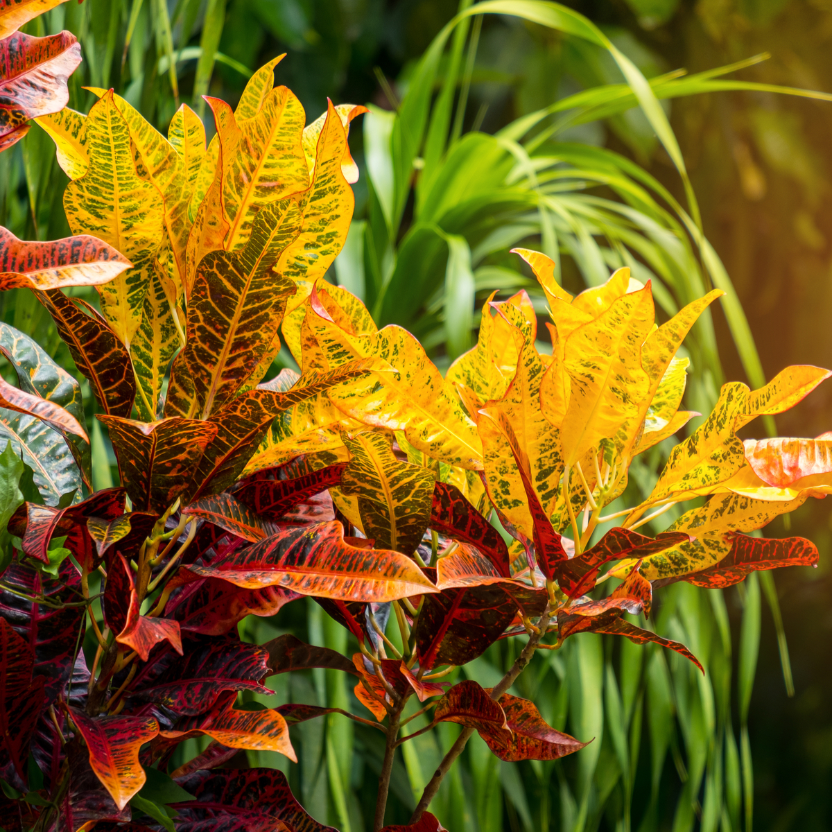 Substral Duo-Stick, 20 st/p | Ilovemygarden