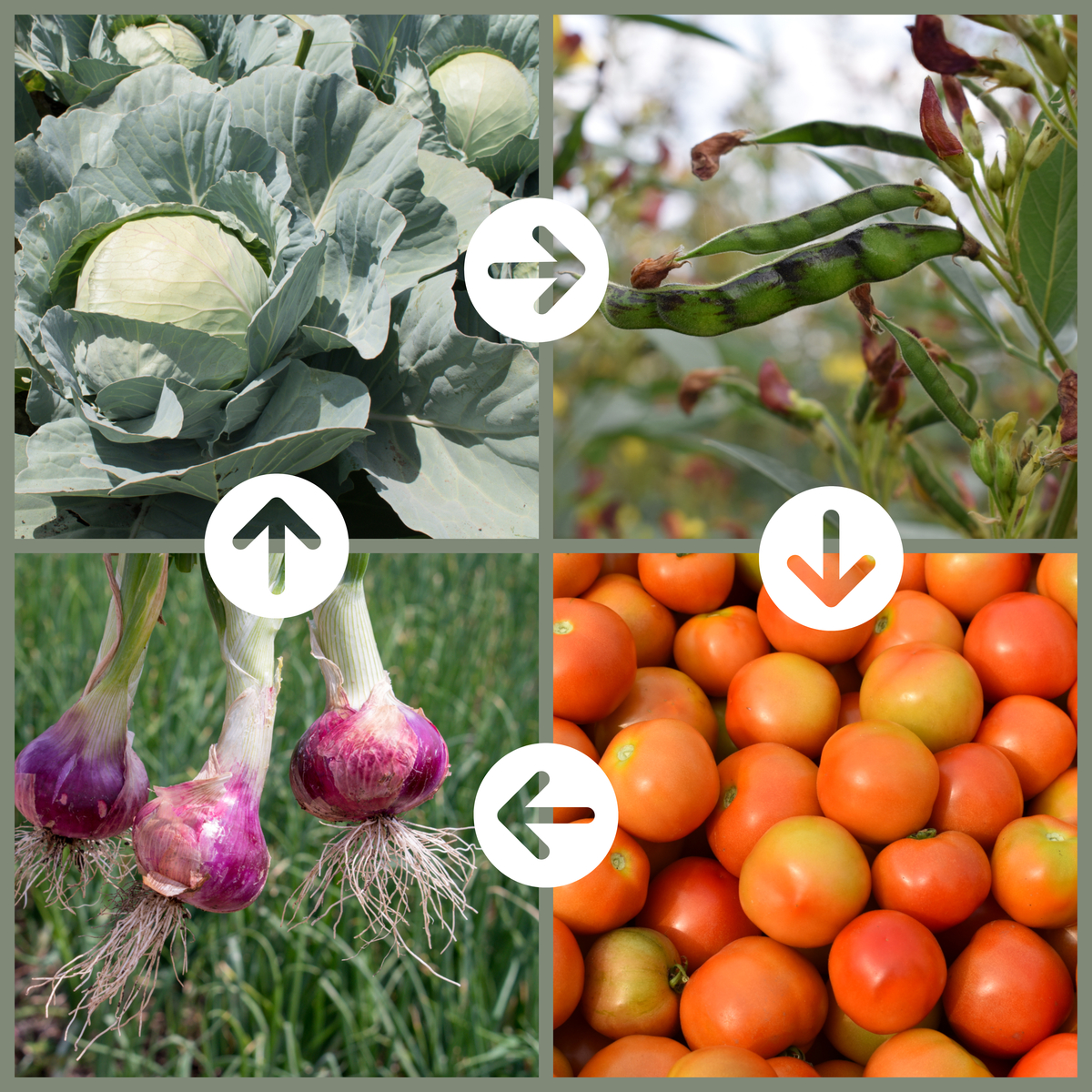 Hoe maak je een teeltplan?