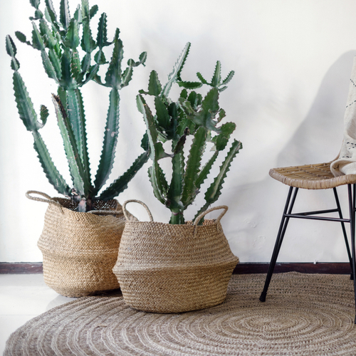 Substral Cactus-, Bonsai- En Vetplantenmeststof, 250 ml | Ilovemygarden