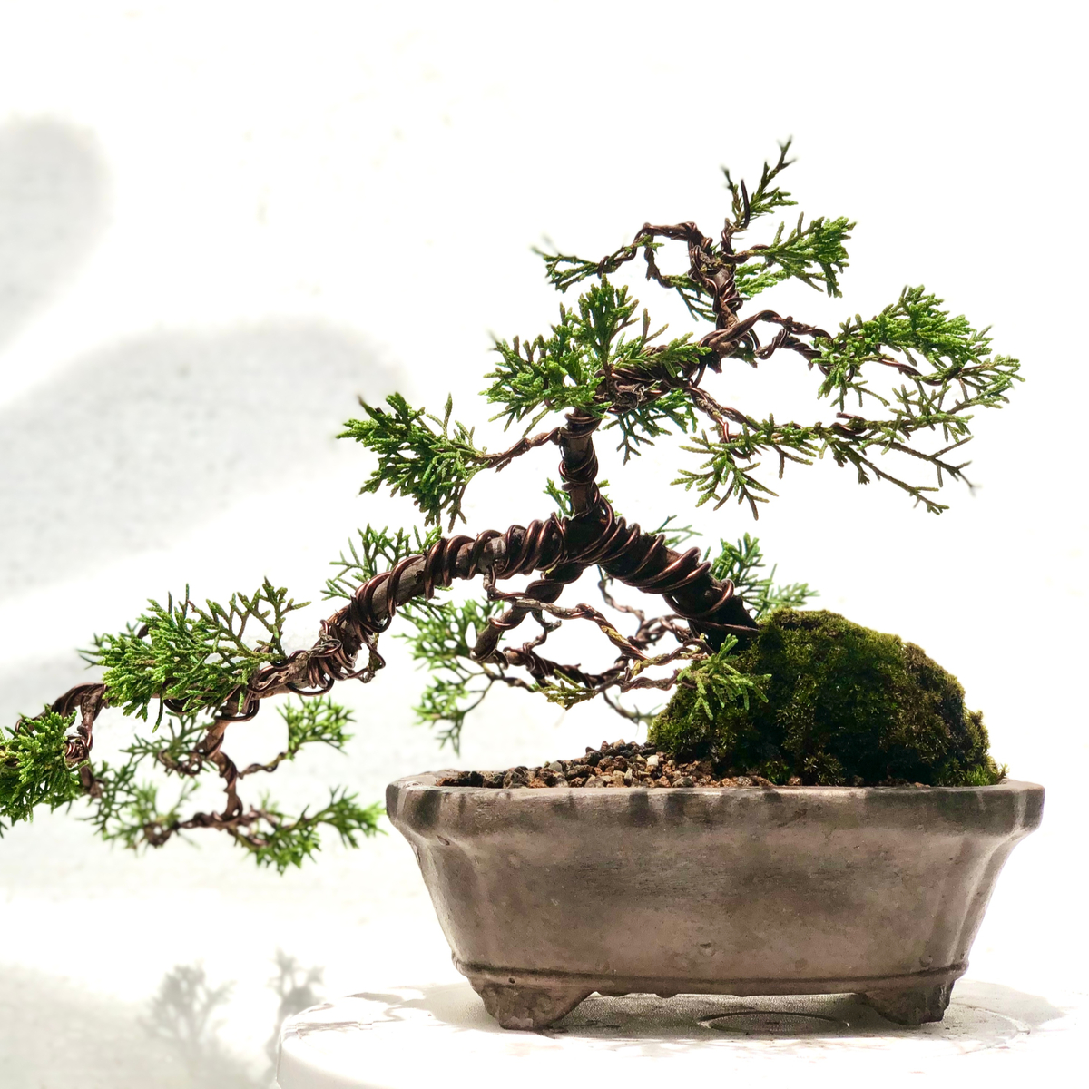 Substral Cactus-, Bonsai- En Vetplantenmeststof, 250 ml | Ilovemygarden