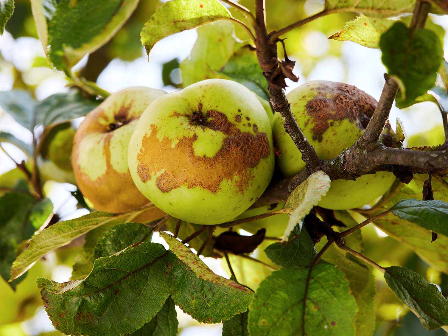 Apple scan and pear scab - treatment and control | Love The Garden