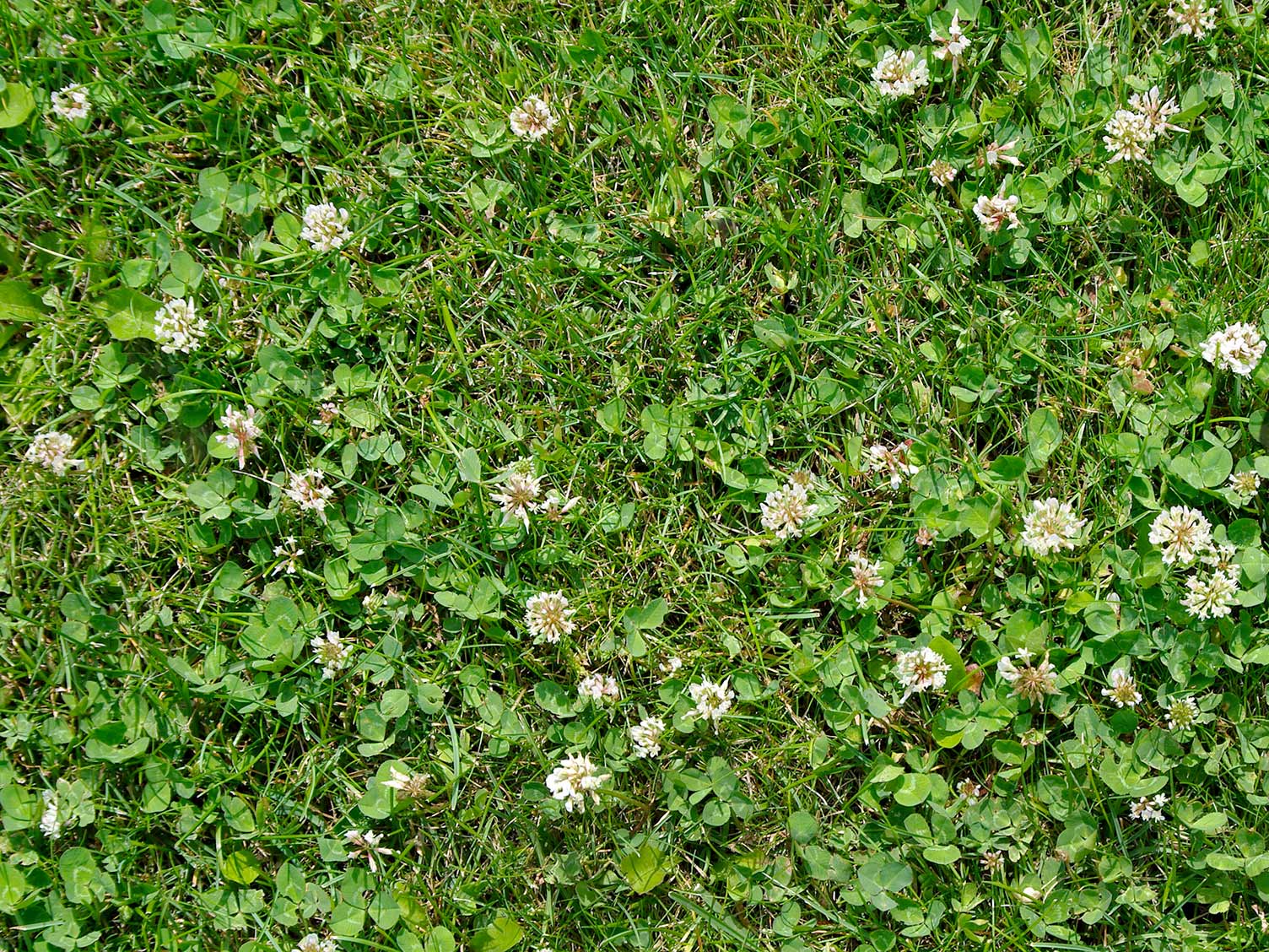 Clover - treatment and control | Love The Garden