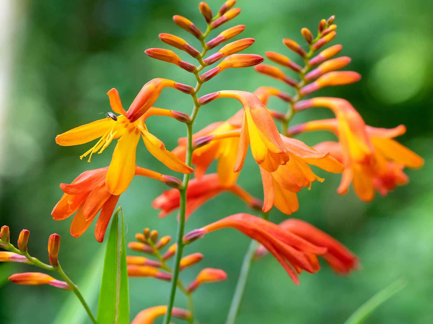 How to grow and care for Crocosmia | Love The Garden