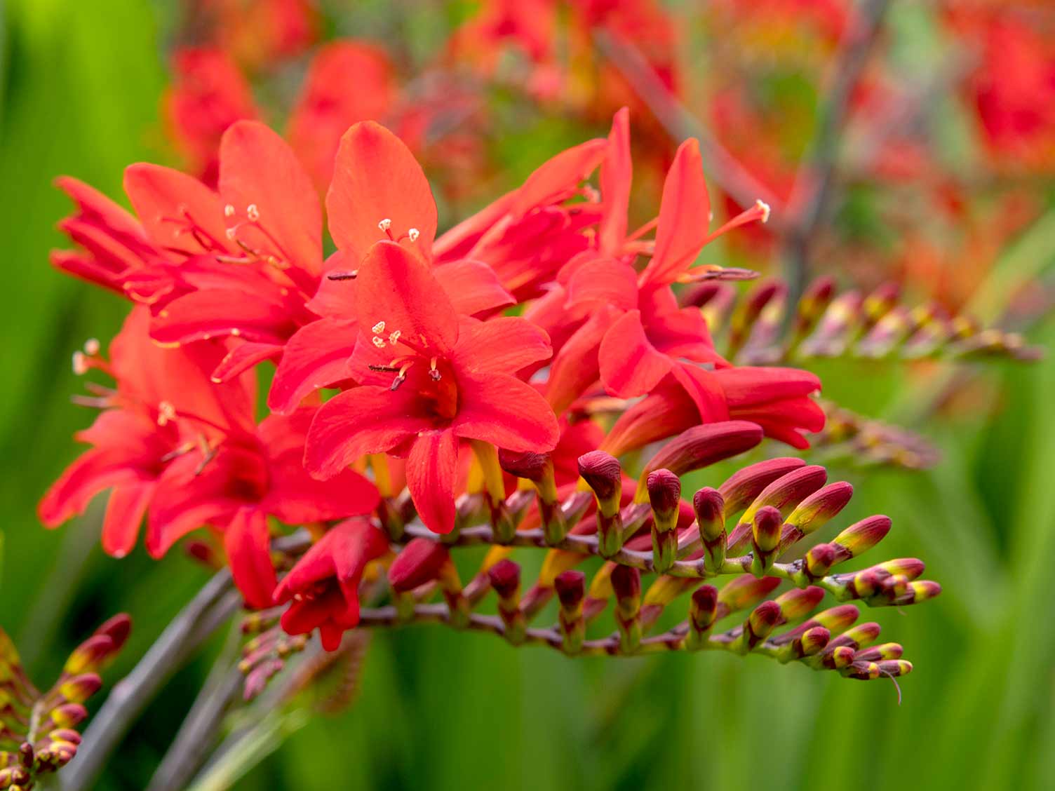 How to grow and care for Crocosmia | Love The Garden