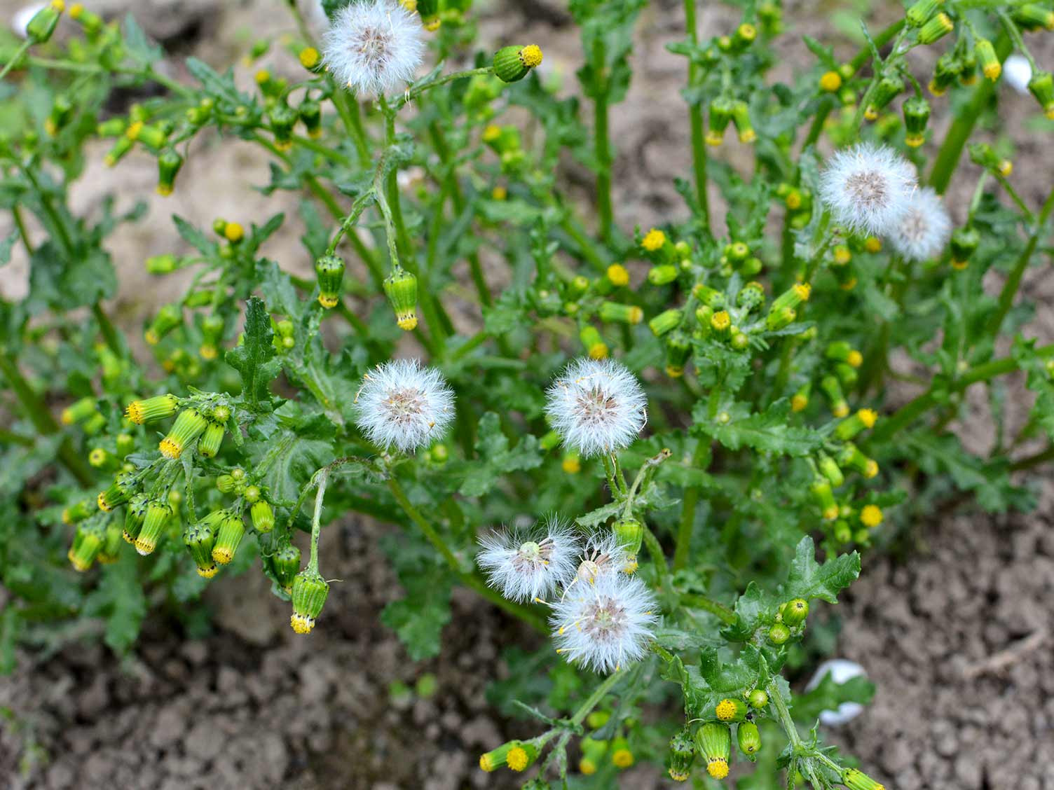 Groundsel - treatment and control | Love The Garden